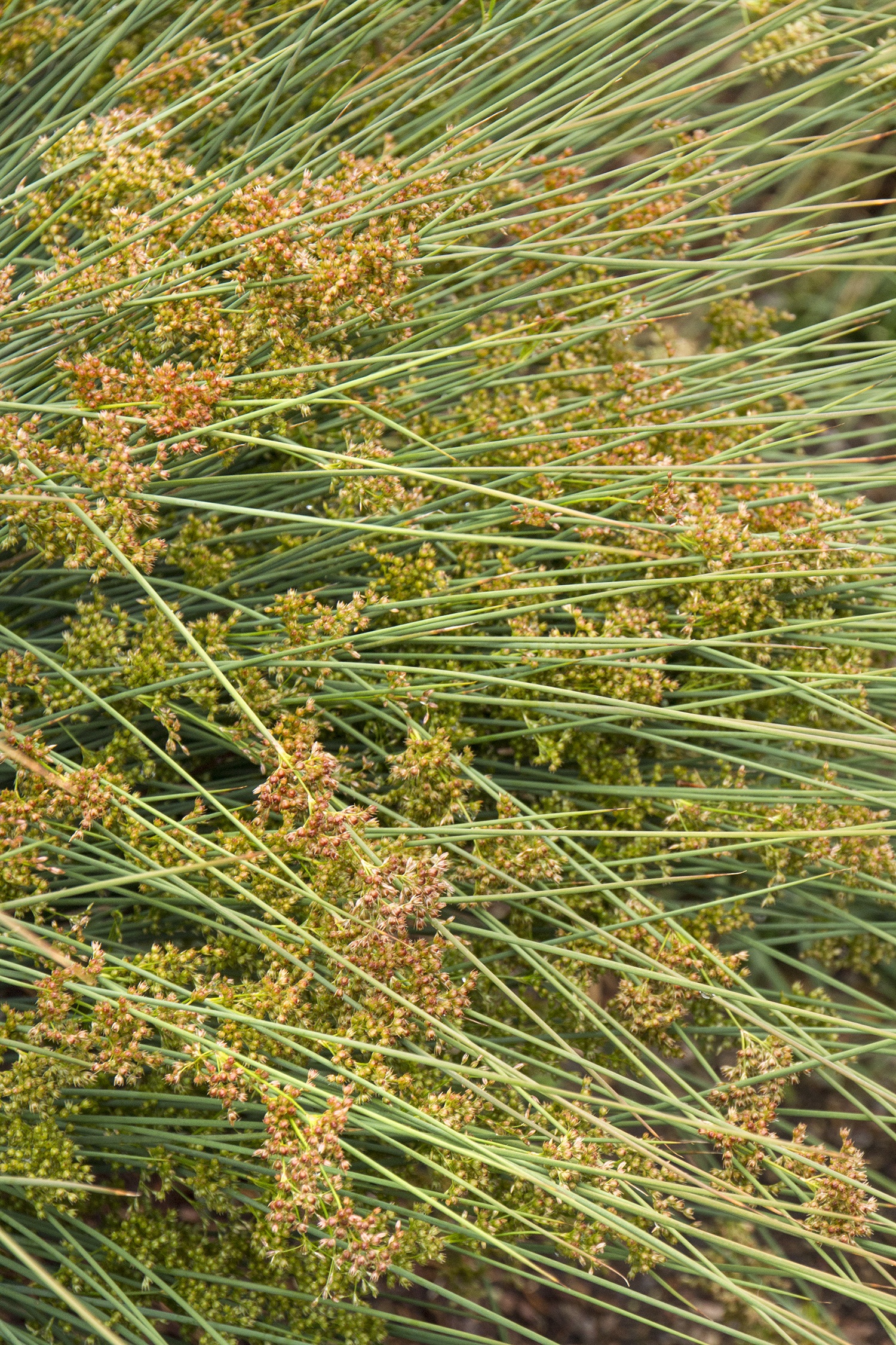 European Meadow Rush, Juncus inflexus, Monrovia Plant