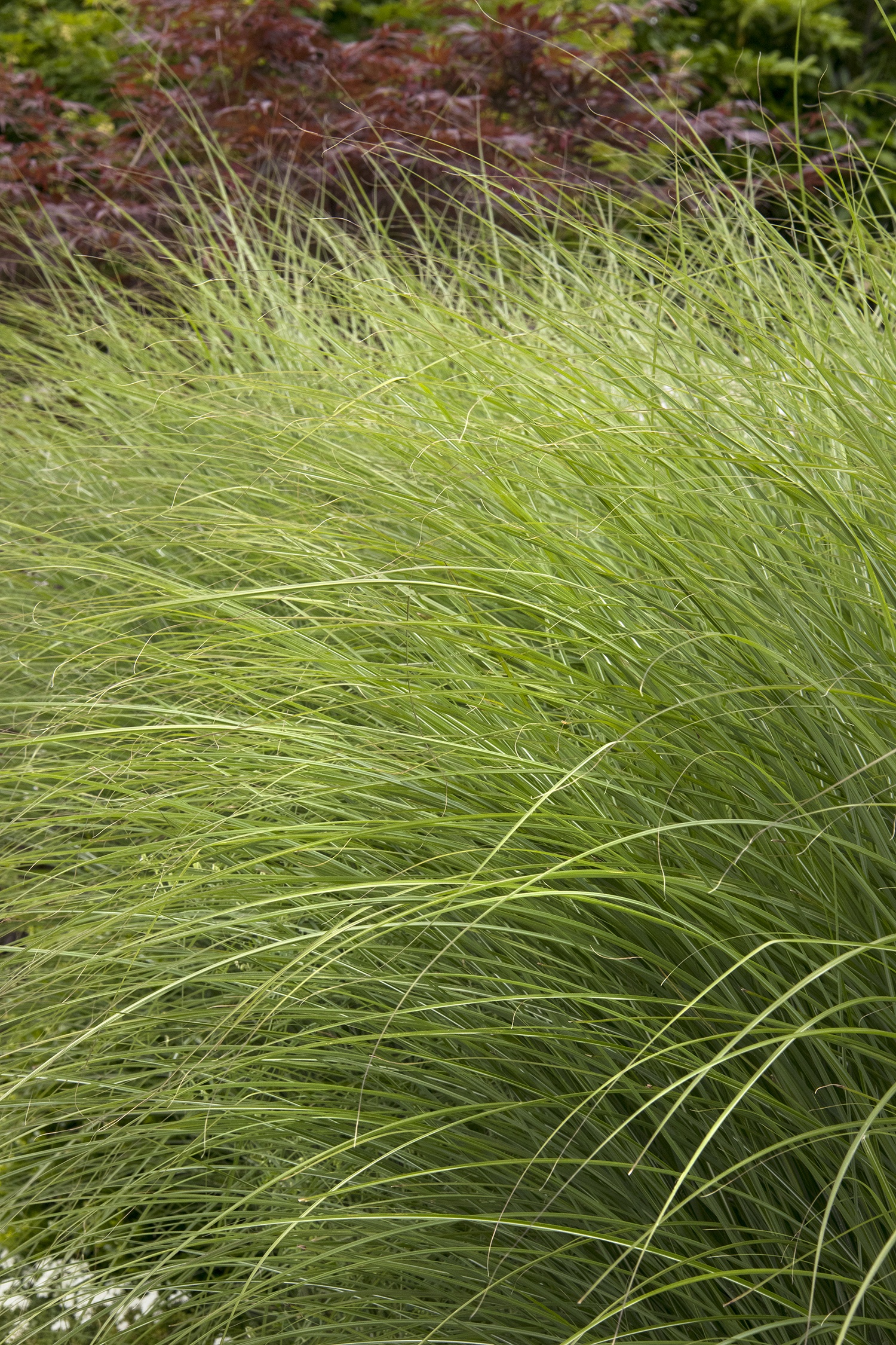 Maiden Grass, Miscanthus sinensis 'Gracillimus', Monrovia Plant