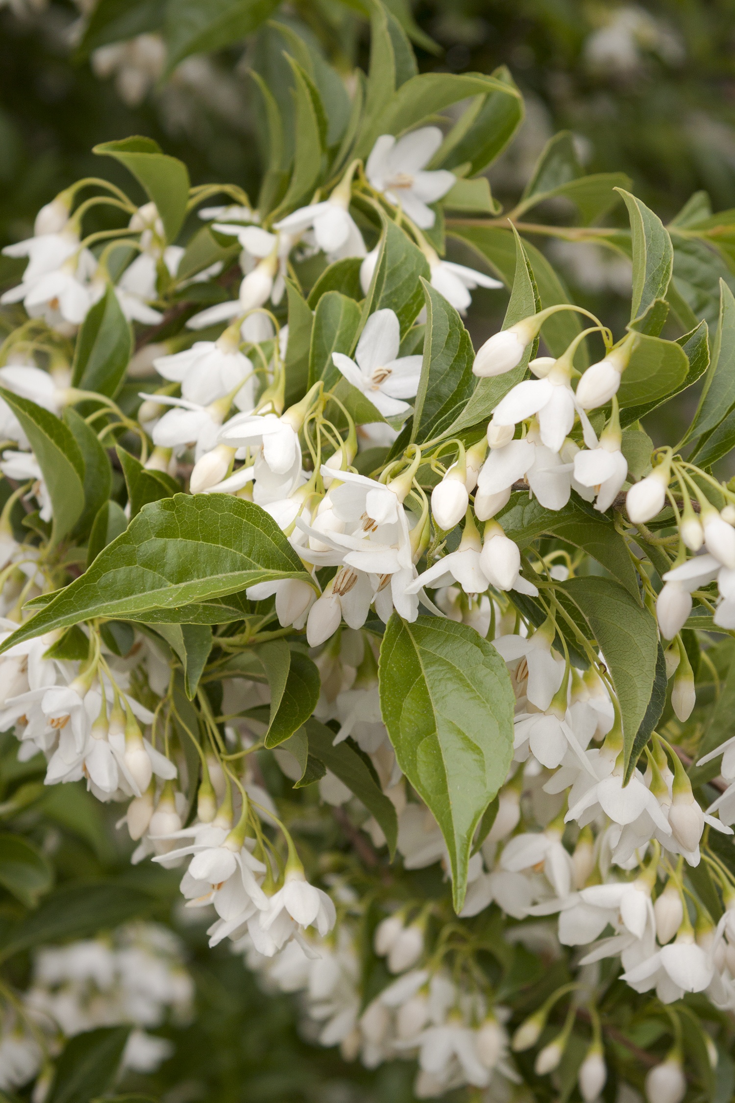 Japanese Snowbell, Styrax japonicus, Monrovia Plant