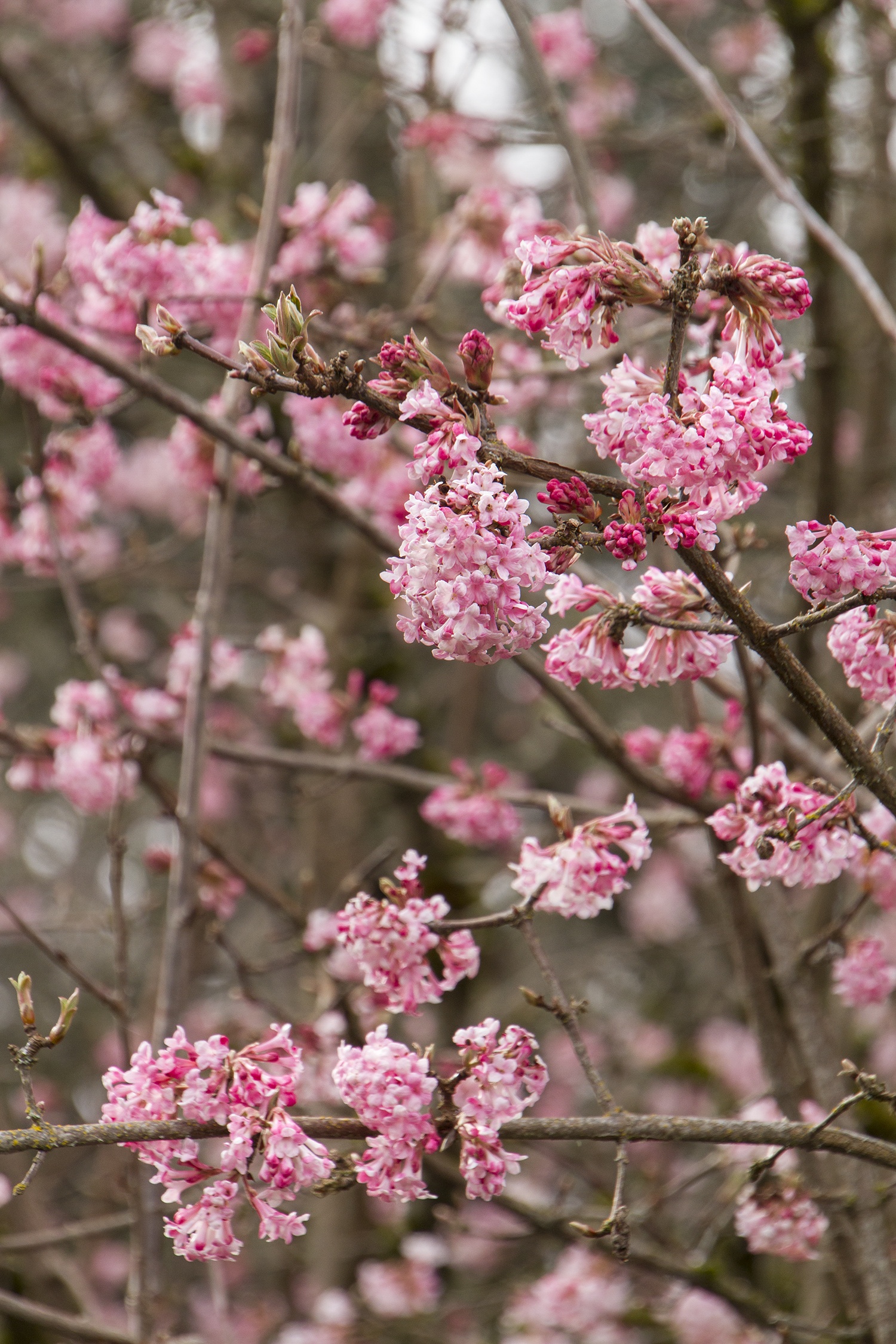 Pink Dawn Viburnum, Viburnum x bodnantense 'Pink Dawn', Monrovia Plant