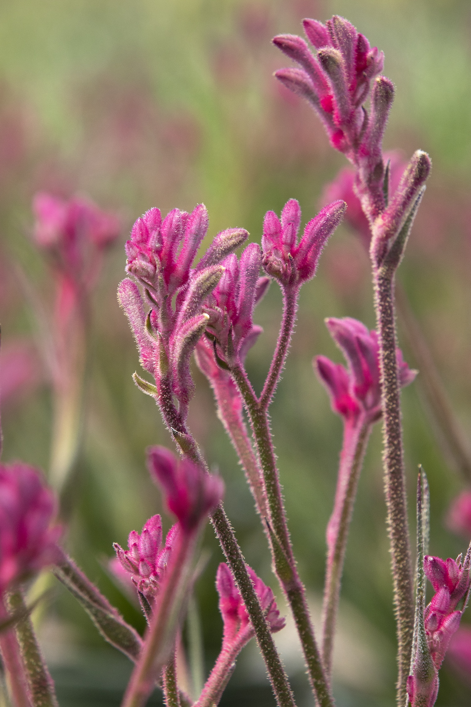 Kanga Pink Kangaroo Paw, Anigozanthos 'Kanga Pink', Monrovia Plant