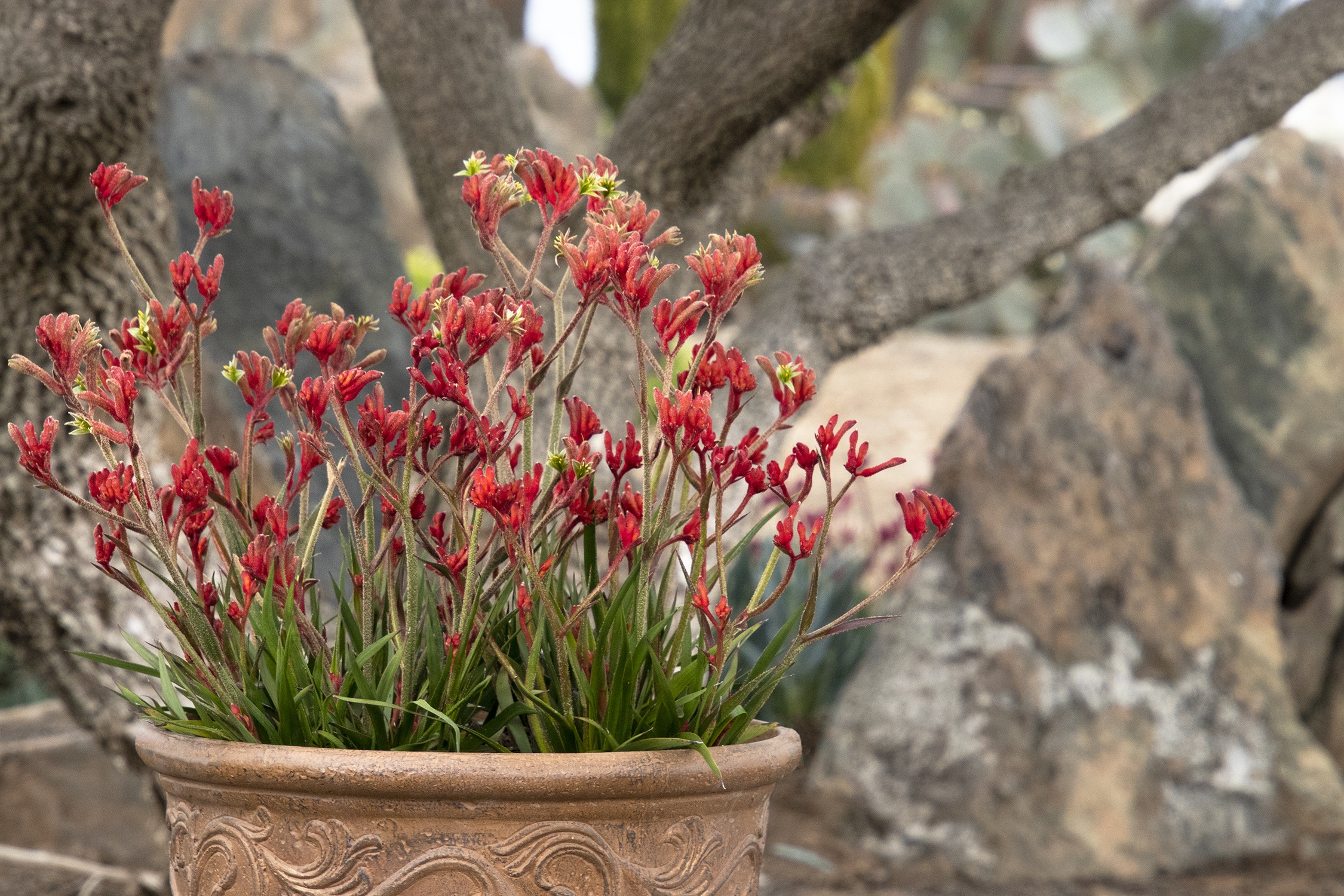 Kanga Red Kangaroo Paw, Anigozanthos 'Kanga Red', Monrovia Plant