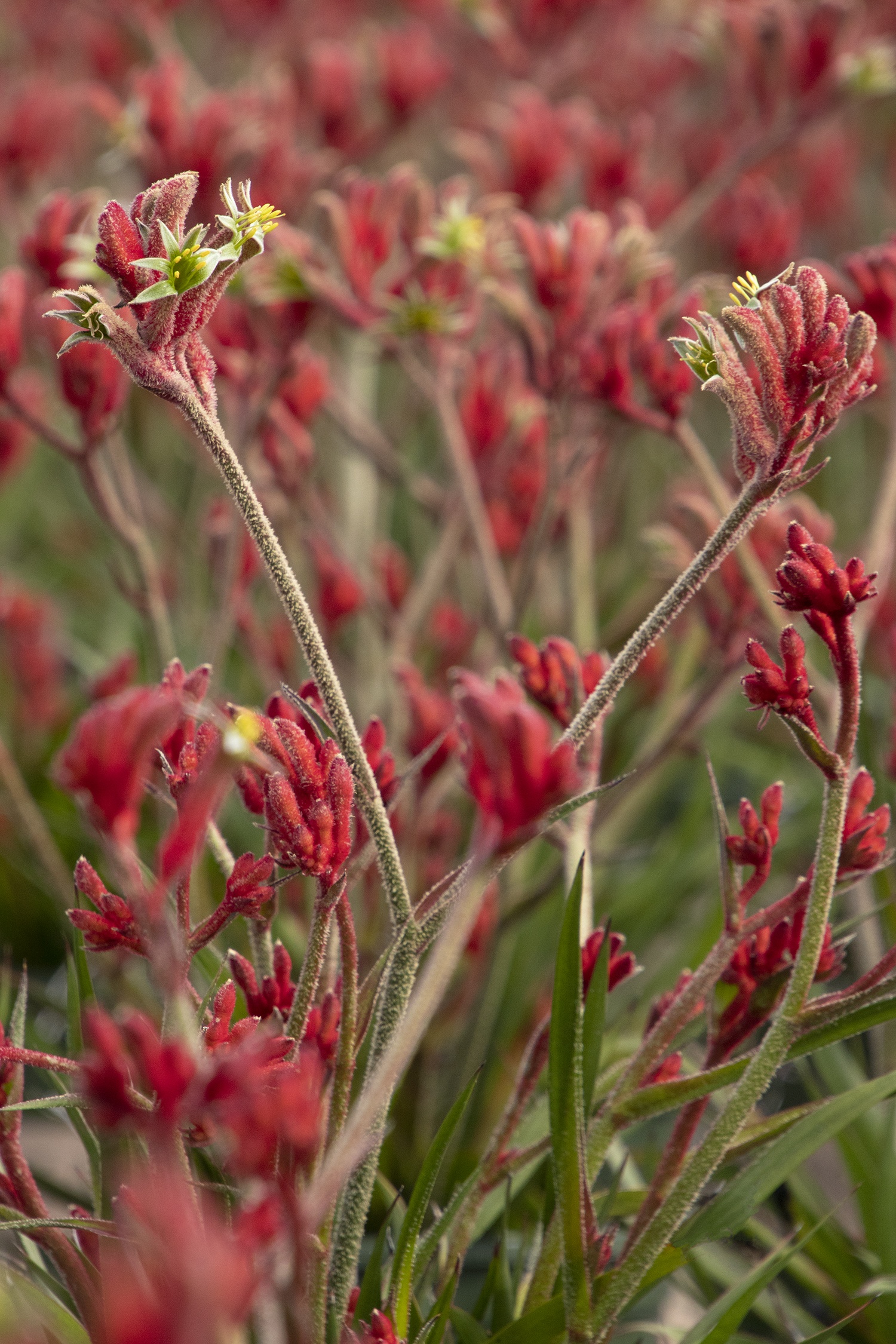 Kanga Red Kangaroo Paw, Anigozanthos 'Kanga Red', Monrovia Plant