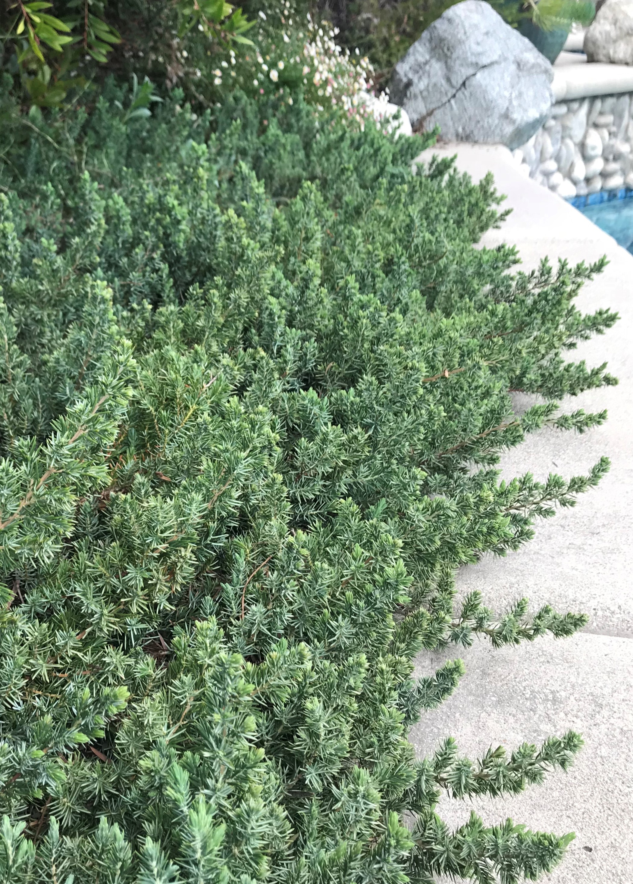 Blue Pacific Shore Juniper, Juniperus conferta 'Blue Pacific'