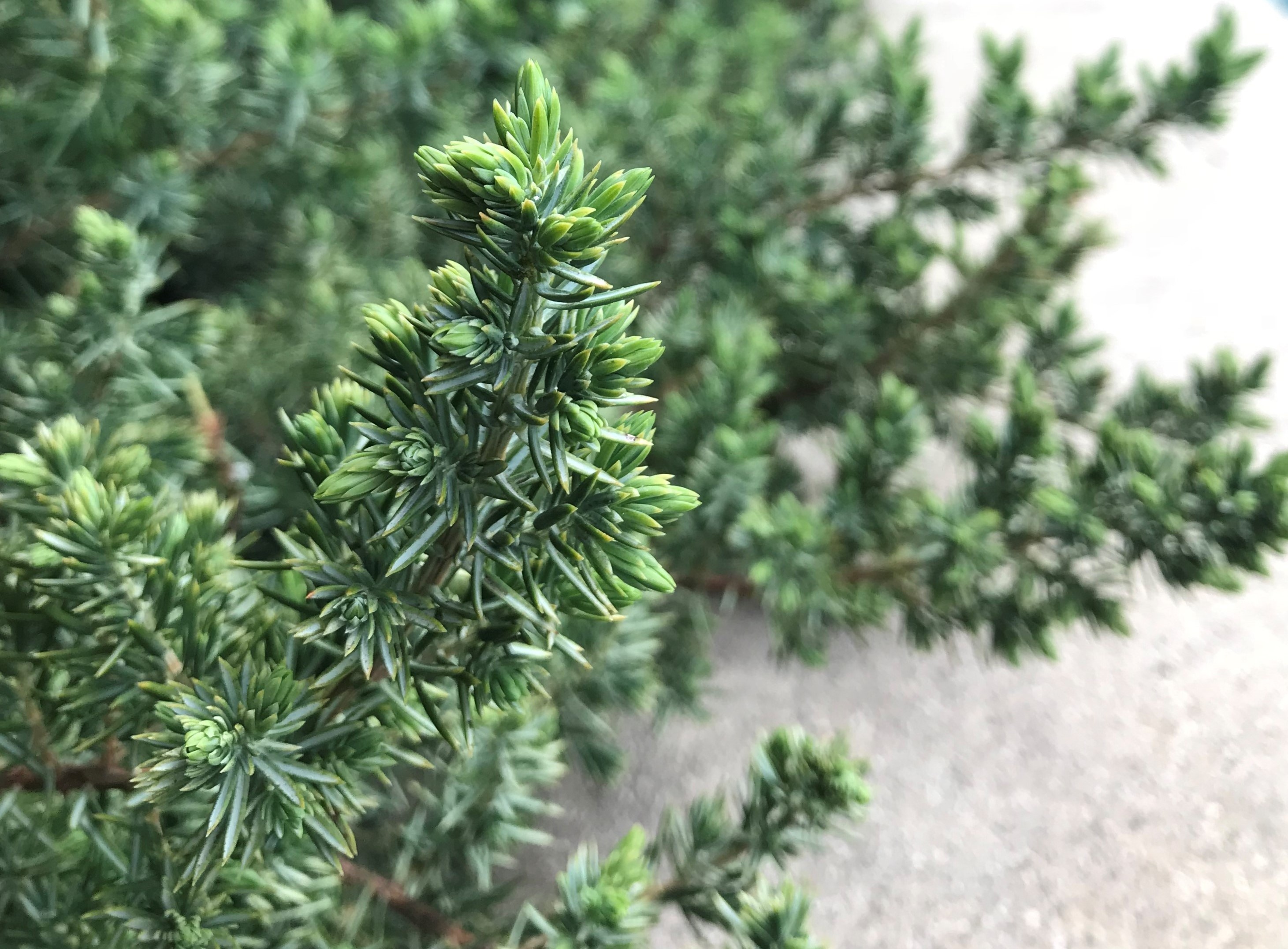Blue Pacific Shore Juniper, Juniperus conferta 'Blue Pacific'