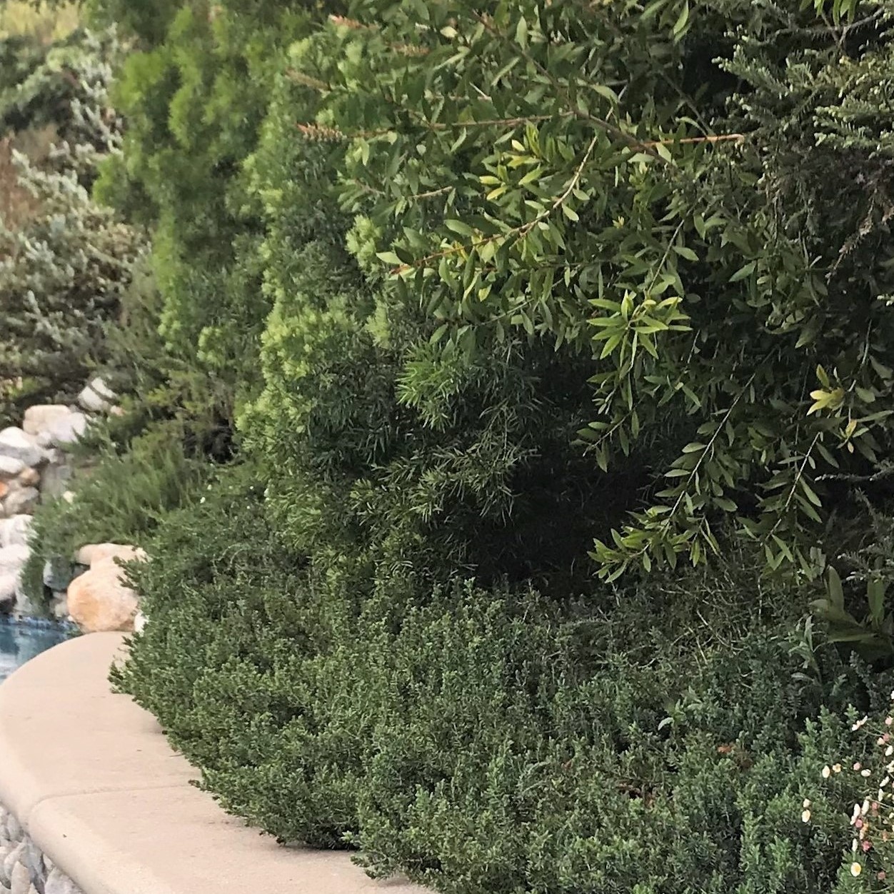 Blue Pacific Shore Juniper, Juniperus conferta 'Blue Pacific'