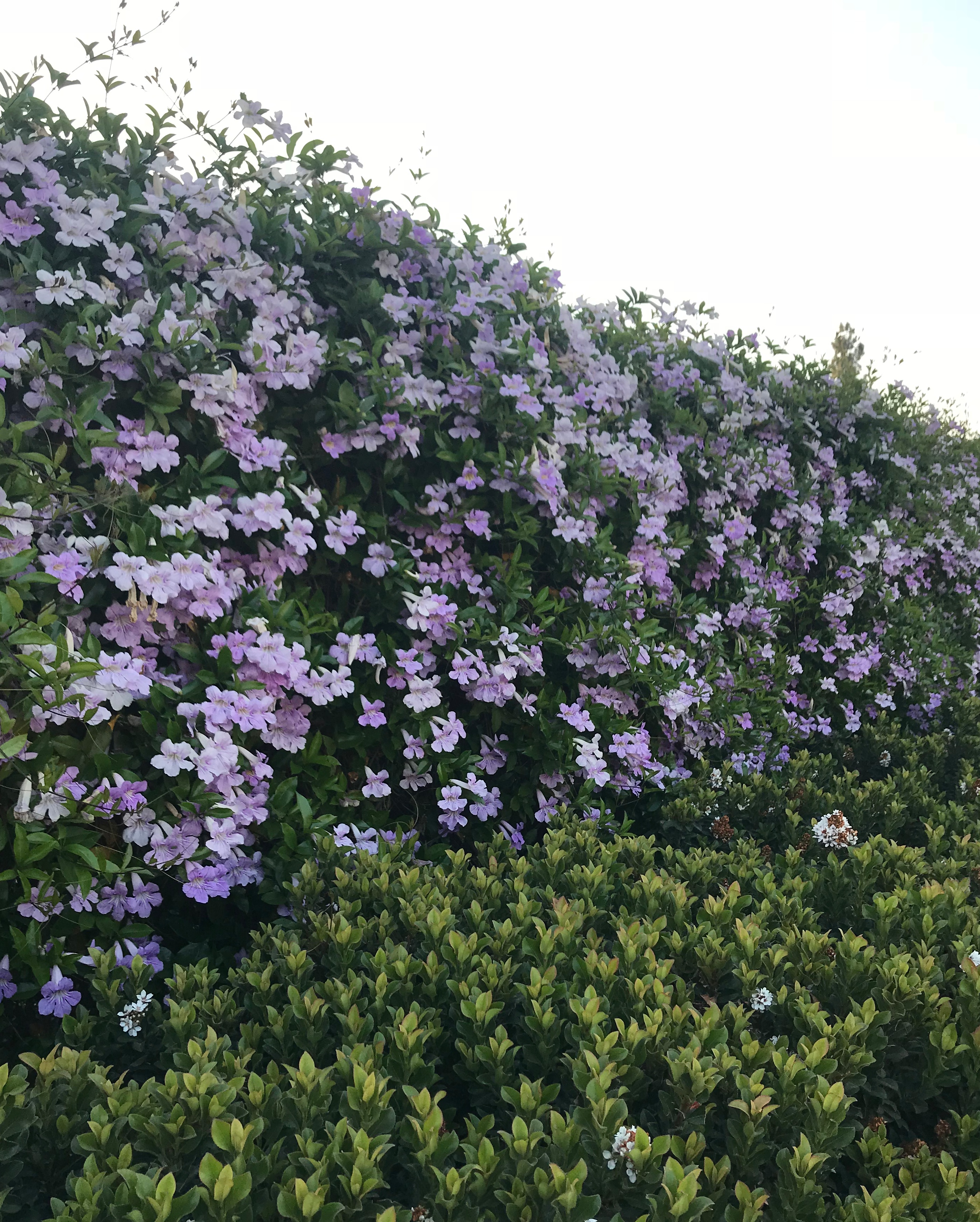 Lavender Trumpet Vine, Clytostoma callistegioides, Monrovia Plant