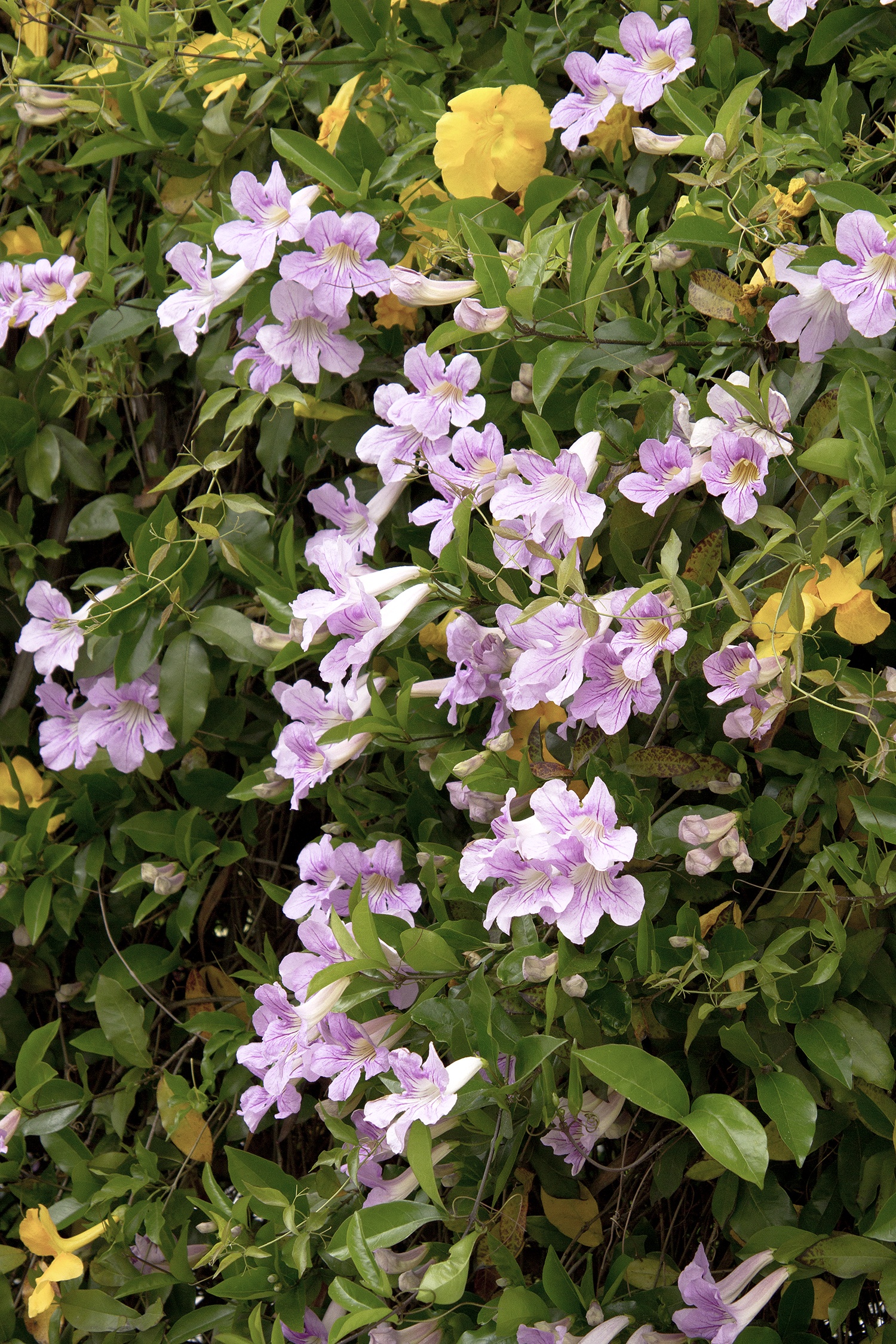 Lavender Trumpet Vine, Clytostoma callistegioides, Monrovia Plant