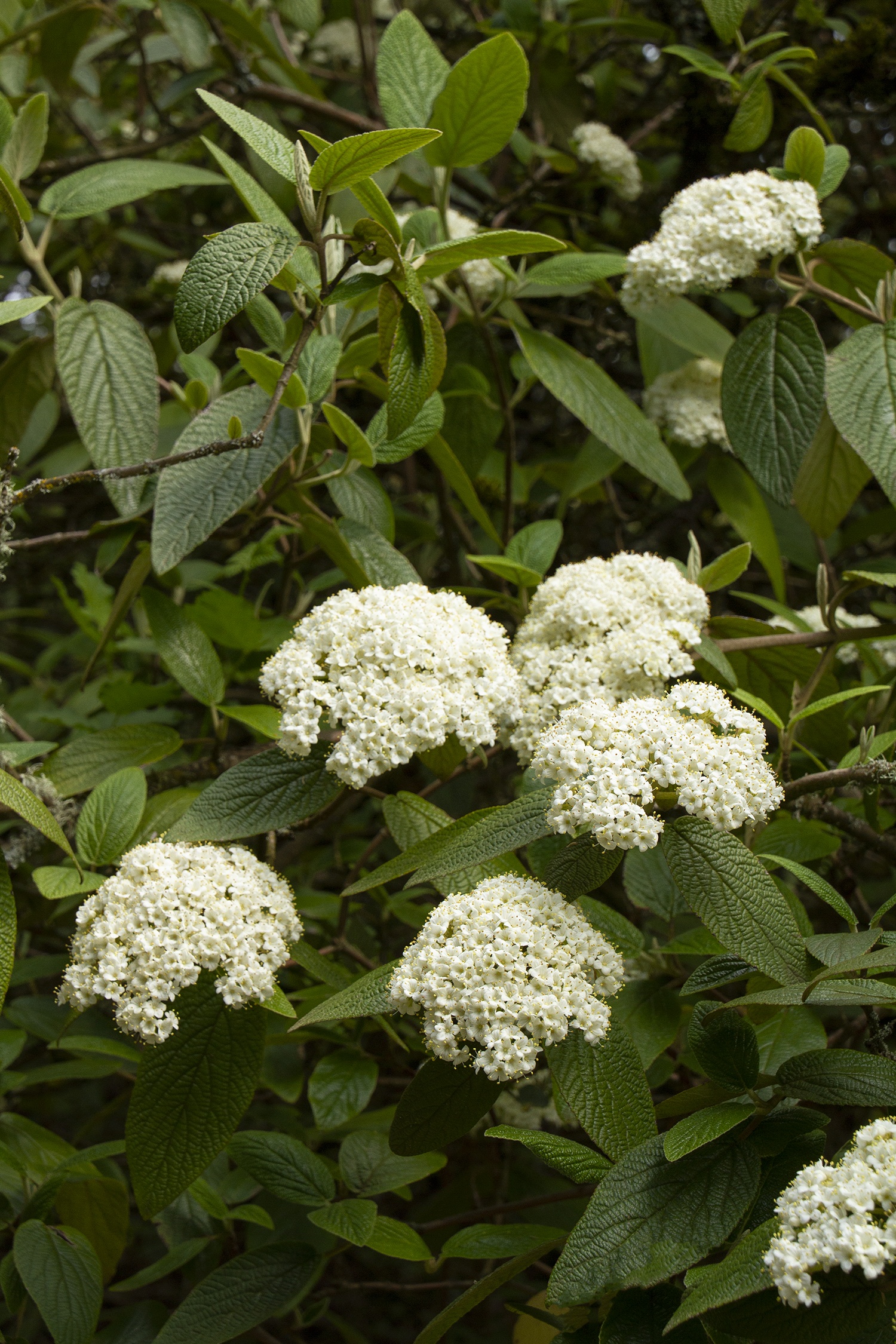 Allegheny Viburnum, Viburnum rhytidophylloides 'Allegheny', Monrovia Plant