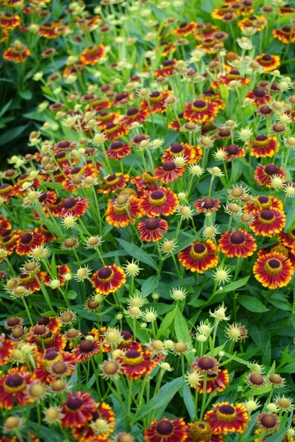 Mariachi™ Bandera Helenium, Helenium autumnale 'Bandera' PP #27,397
