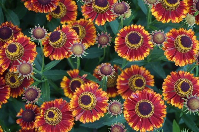 Mariachi™ Bandera Helenium, Helenium autumnale 'Bandera' PP #27,397