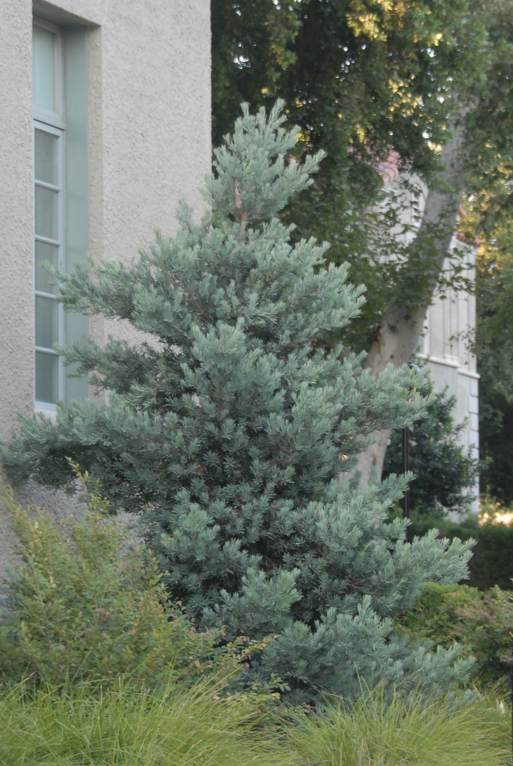 Icee Blue® Yellow-Wood, Podocarpus elongatus 'Monmal', Monrovia Plant