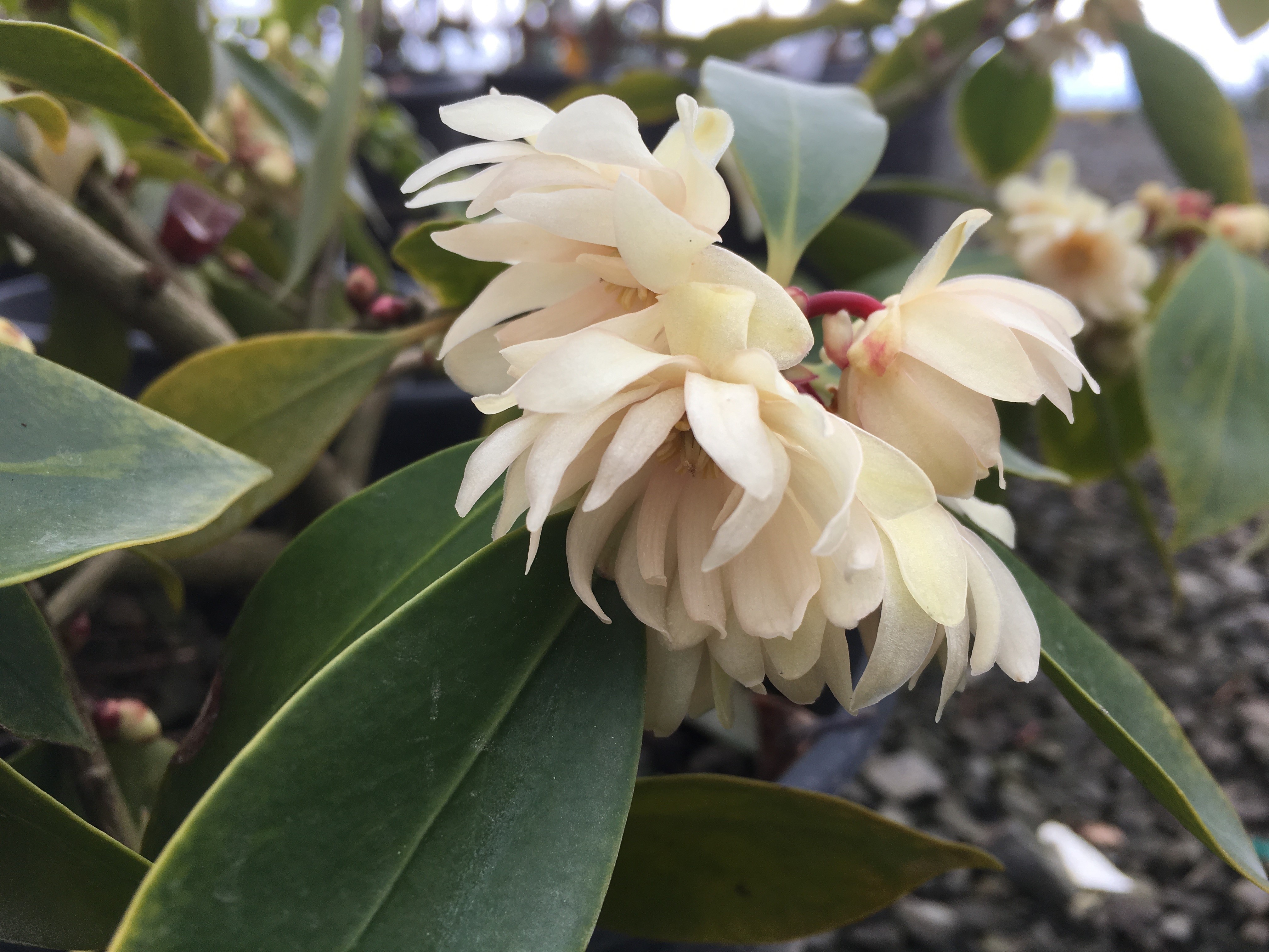Plumshine™ Japanese Anise Tree, Illicium anisatum 'HinPurlf'