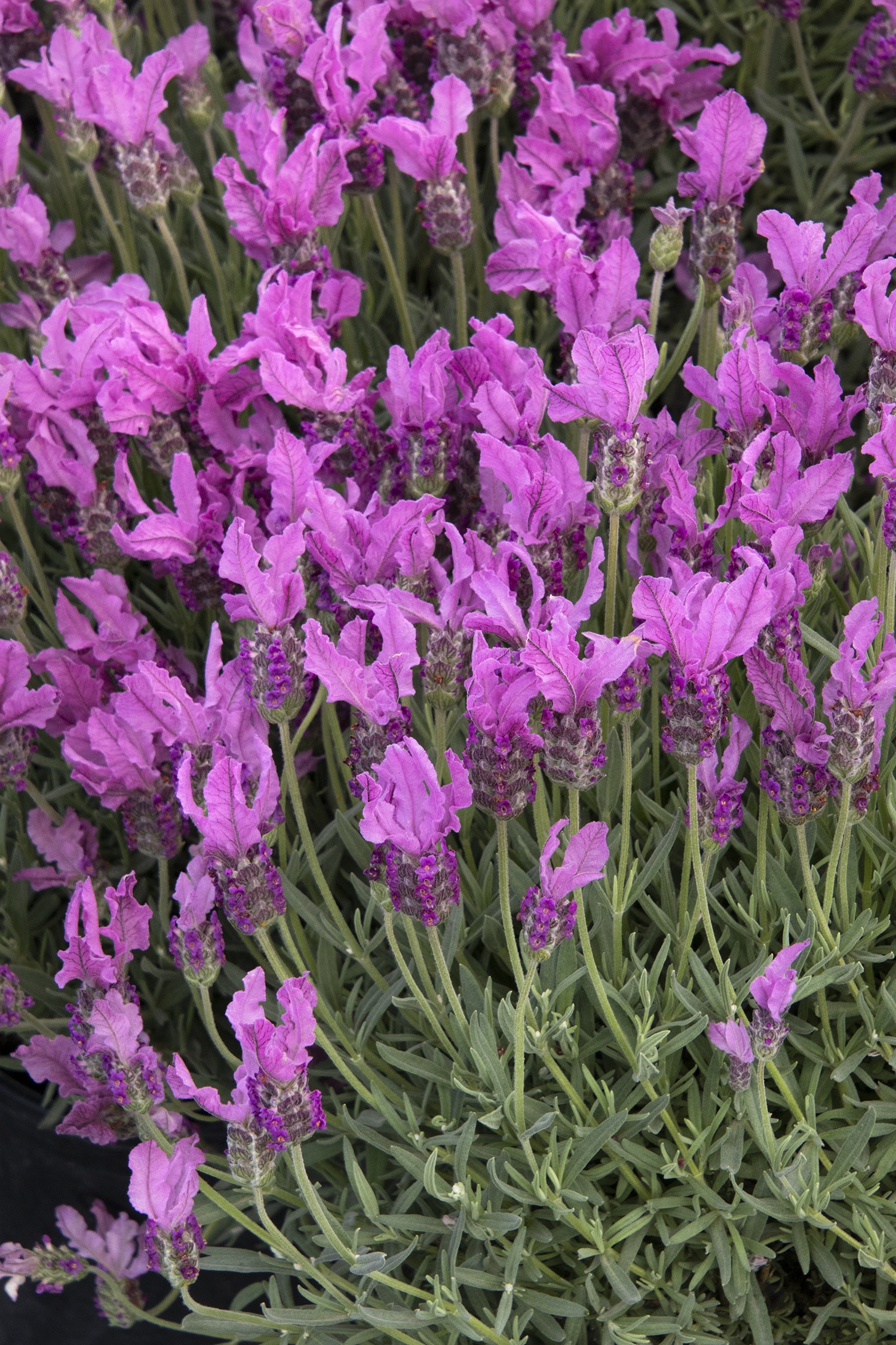The Princess™ Spanish Lavender, Monrovia Plant