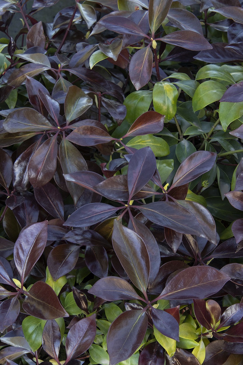 Plumshine™ Japanese Anise Tree, Illicium anisatum 'HinPurlf'