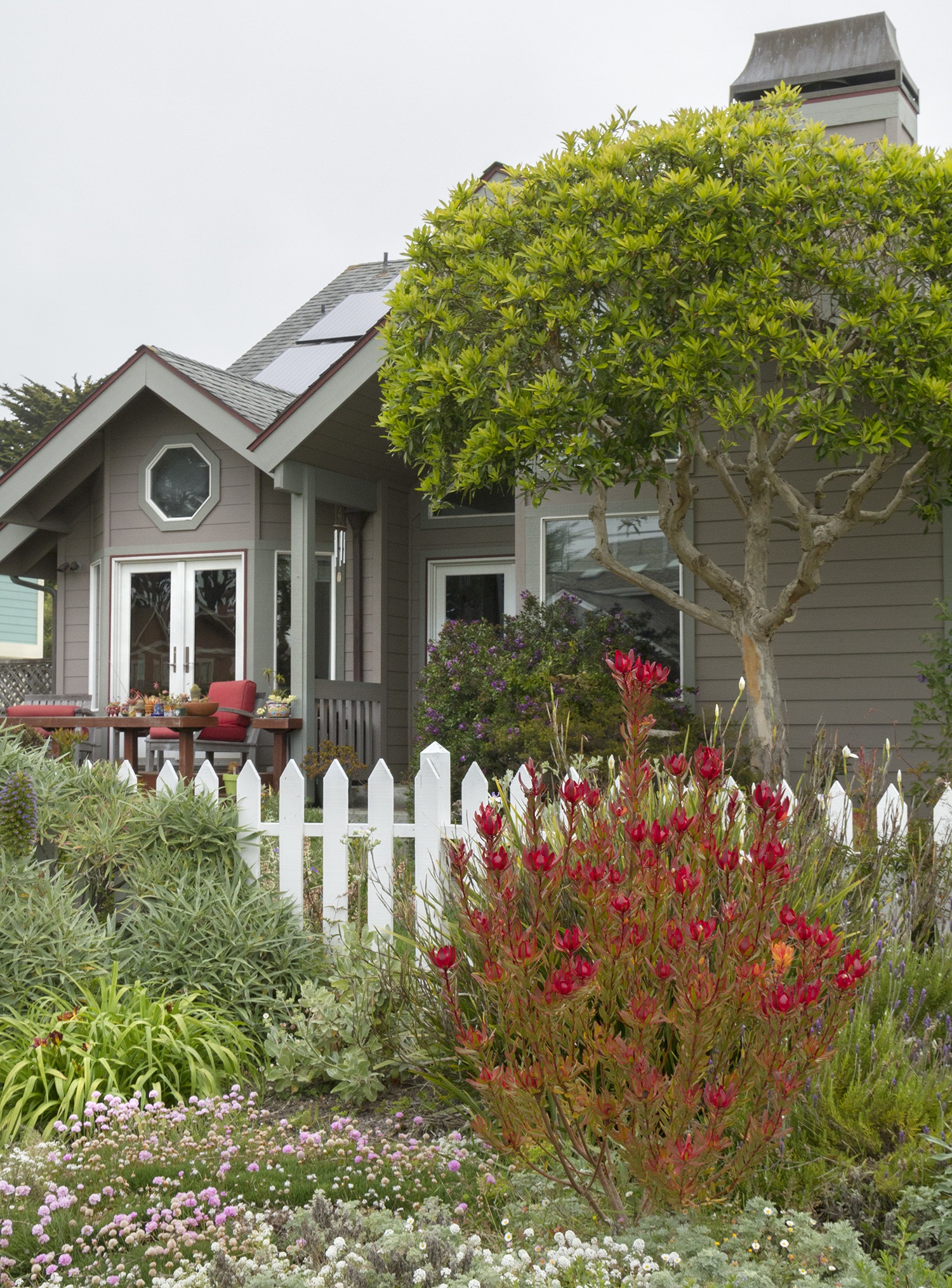 Jester Conebush, Leucadendron 'Jester', Monrovia Plant