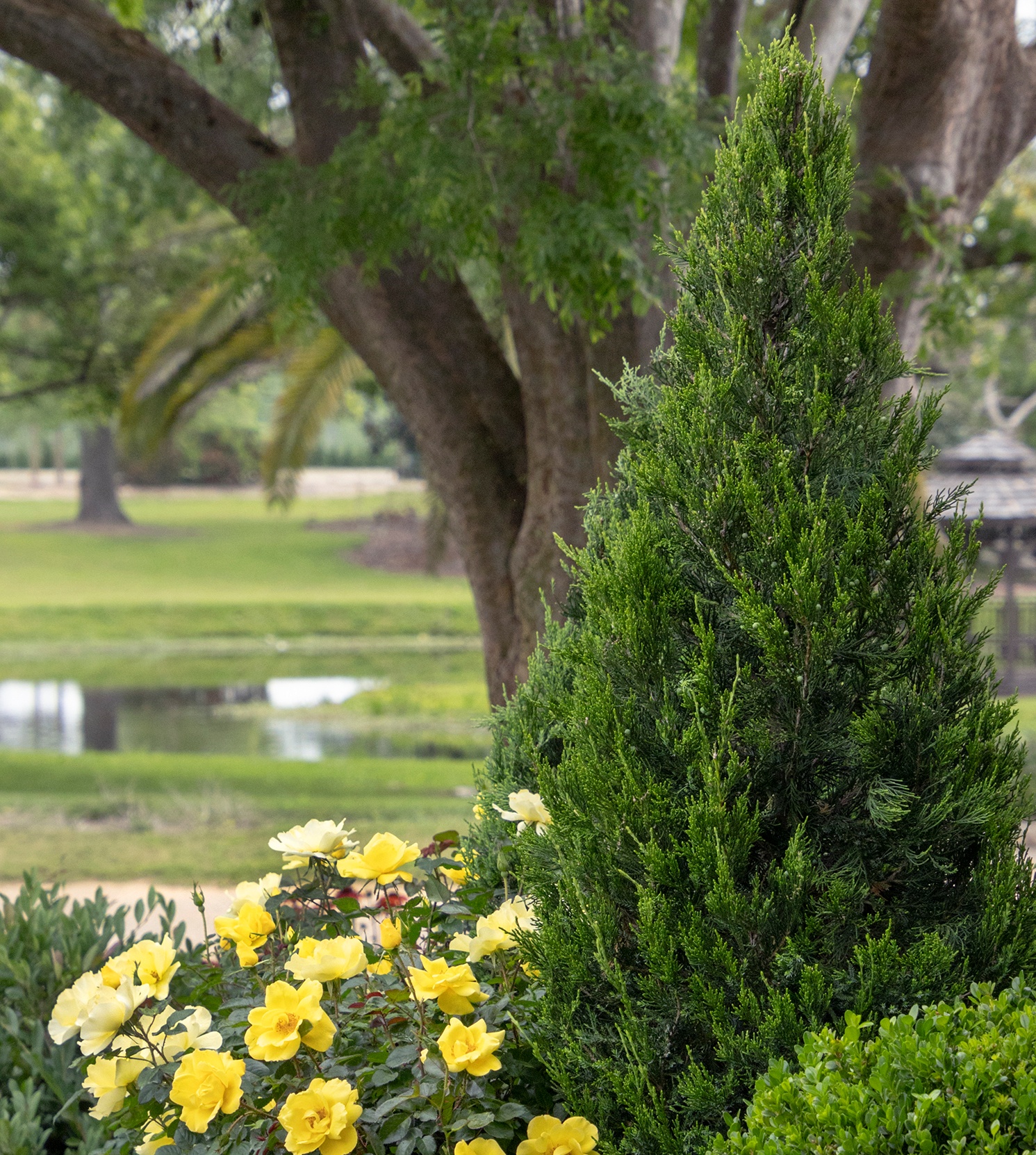 Green Columnar Juniper, Juniperus chinensis 'Hetzii Columnaris'
