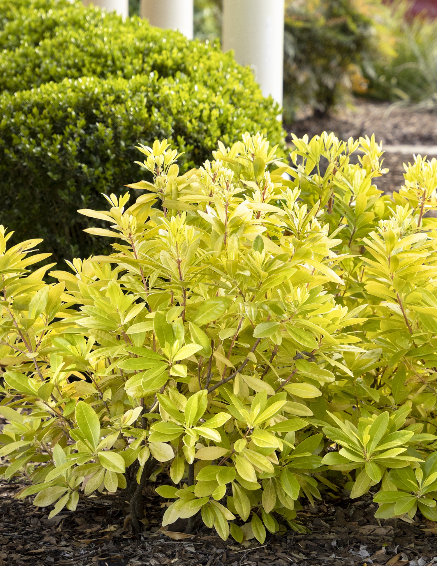 Florida Sunshine Illicium, Illicium parviflorum 'Florida Sunshine'
