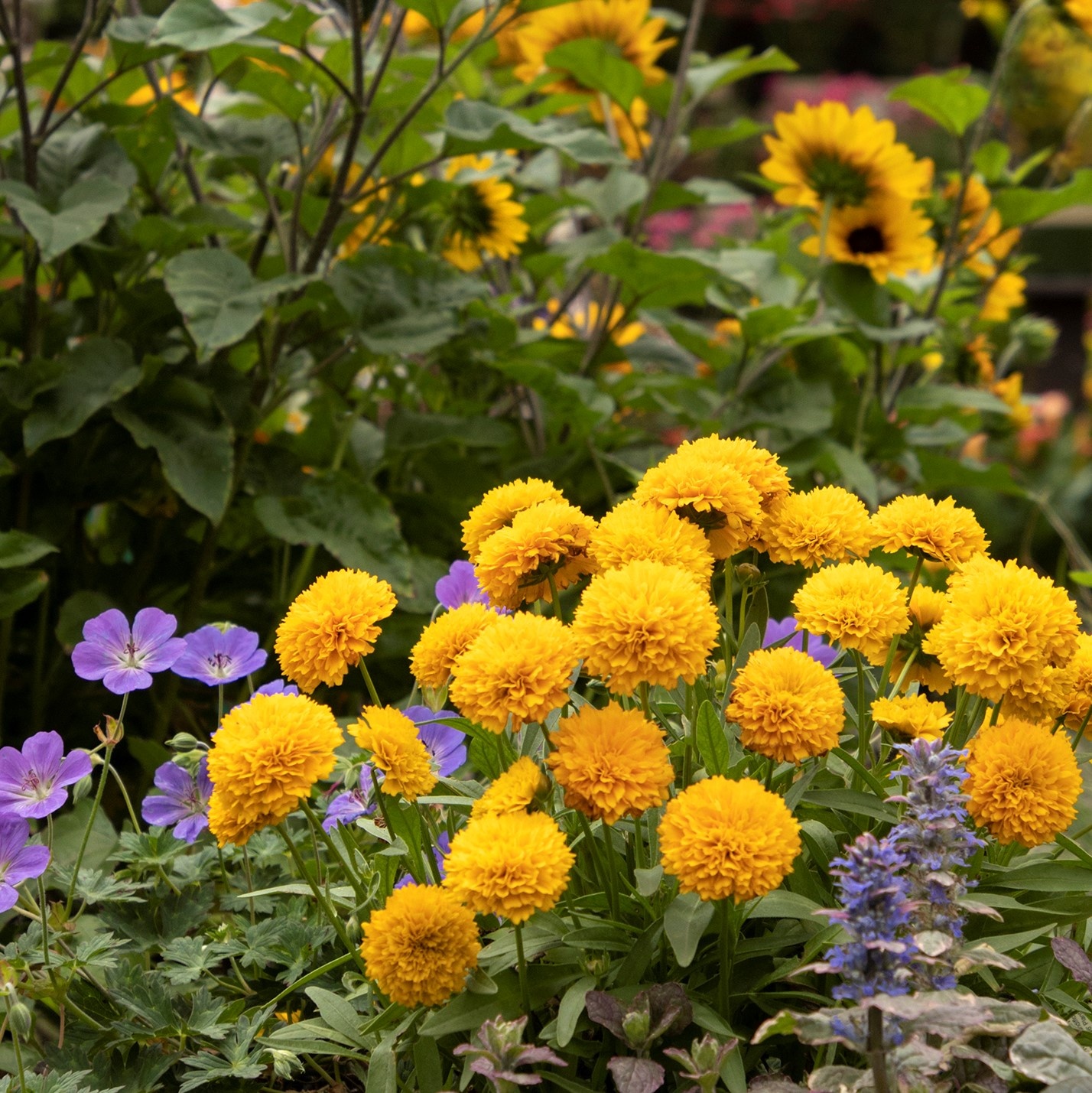 Solanna™ Golden Sphere Coreopsis, Monrovia Plant