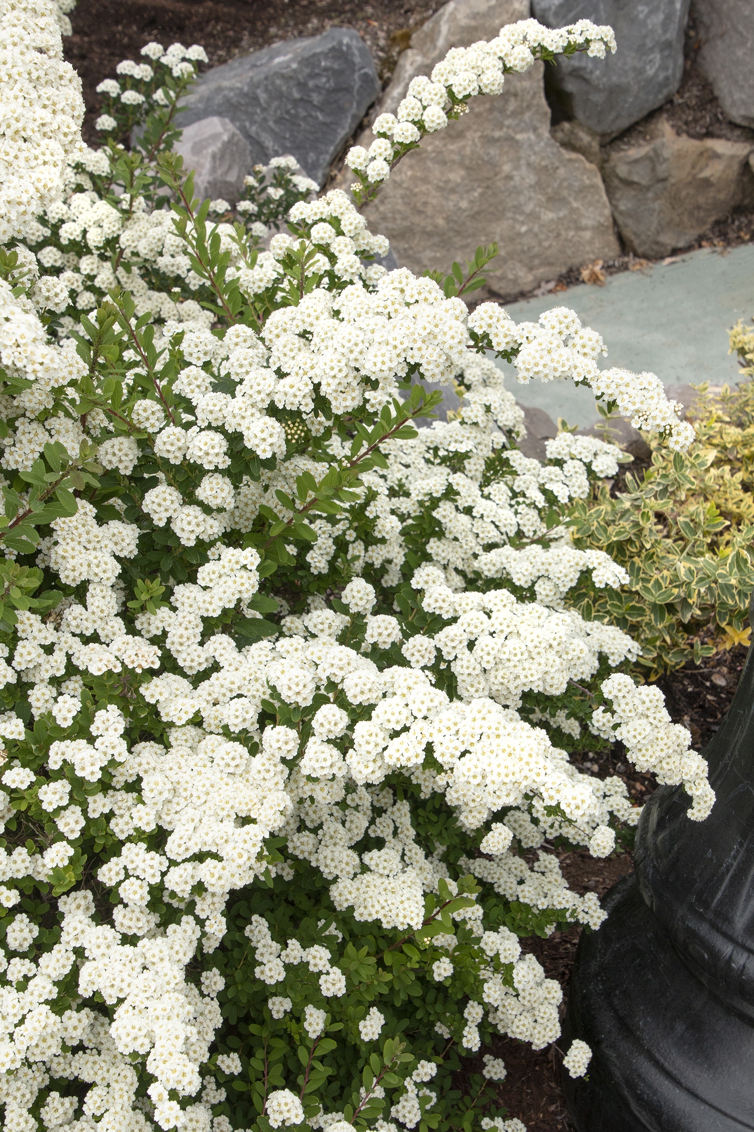 Snowmound Spirea, Spiraea nipponica 'Snowmound', Monrovia Plant