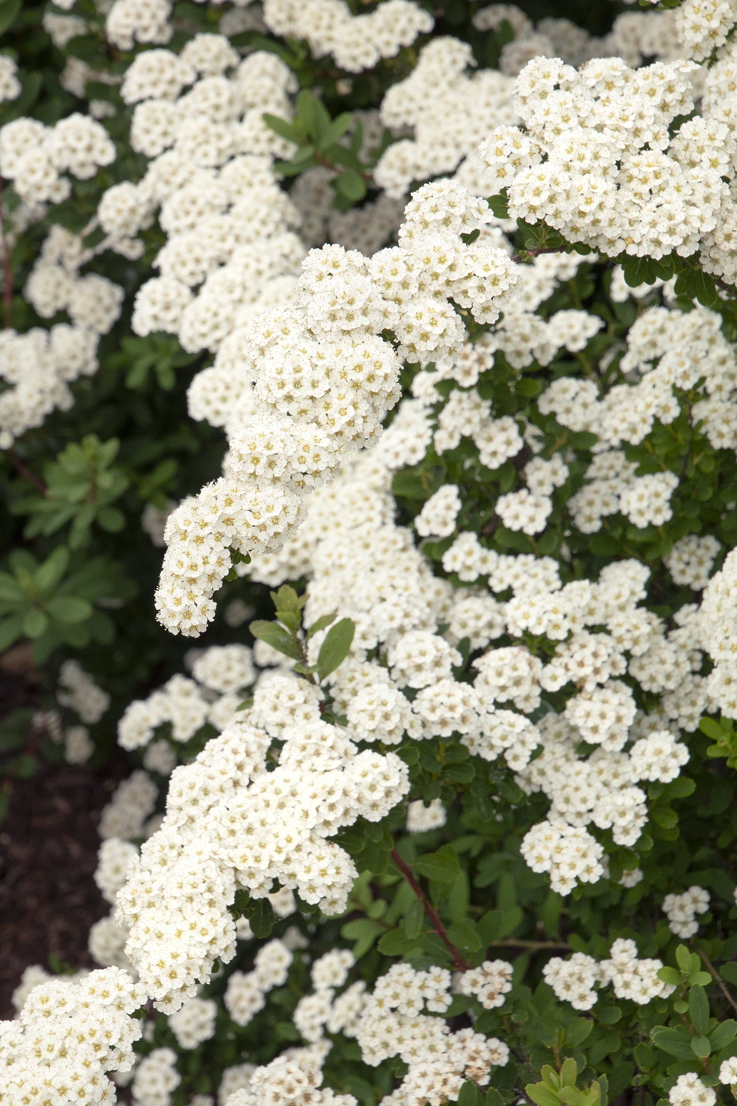 Snowmound Spirea, Spiraea nipponica 'Snowmound', Monrovia Plant
