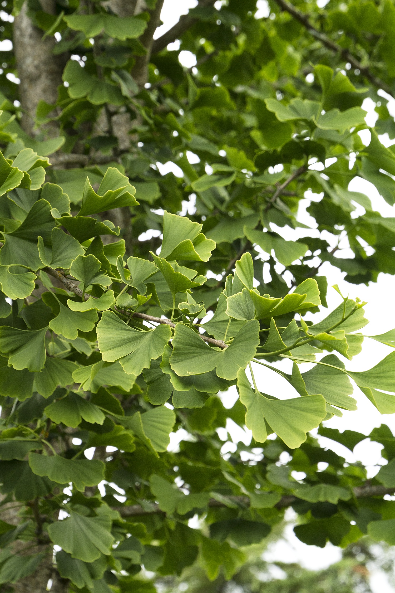 Princeton Sentry® Ginkgo, Ginkgo biloba 'PNI 2720', Monrovia Plant