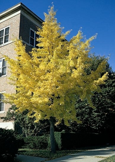 Autumn Gold Ginkgo, Ginkgo biloba 'Autumn Gold', Monrovia Plant