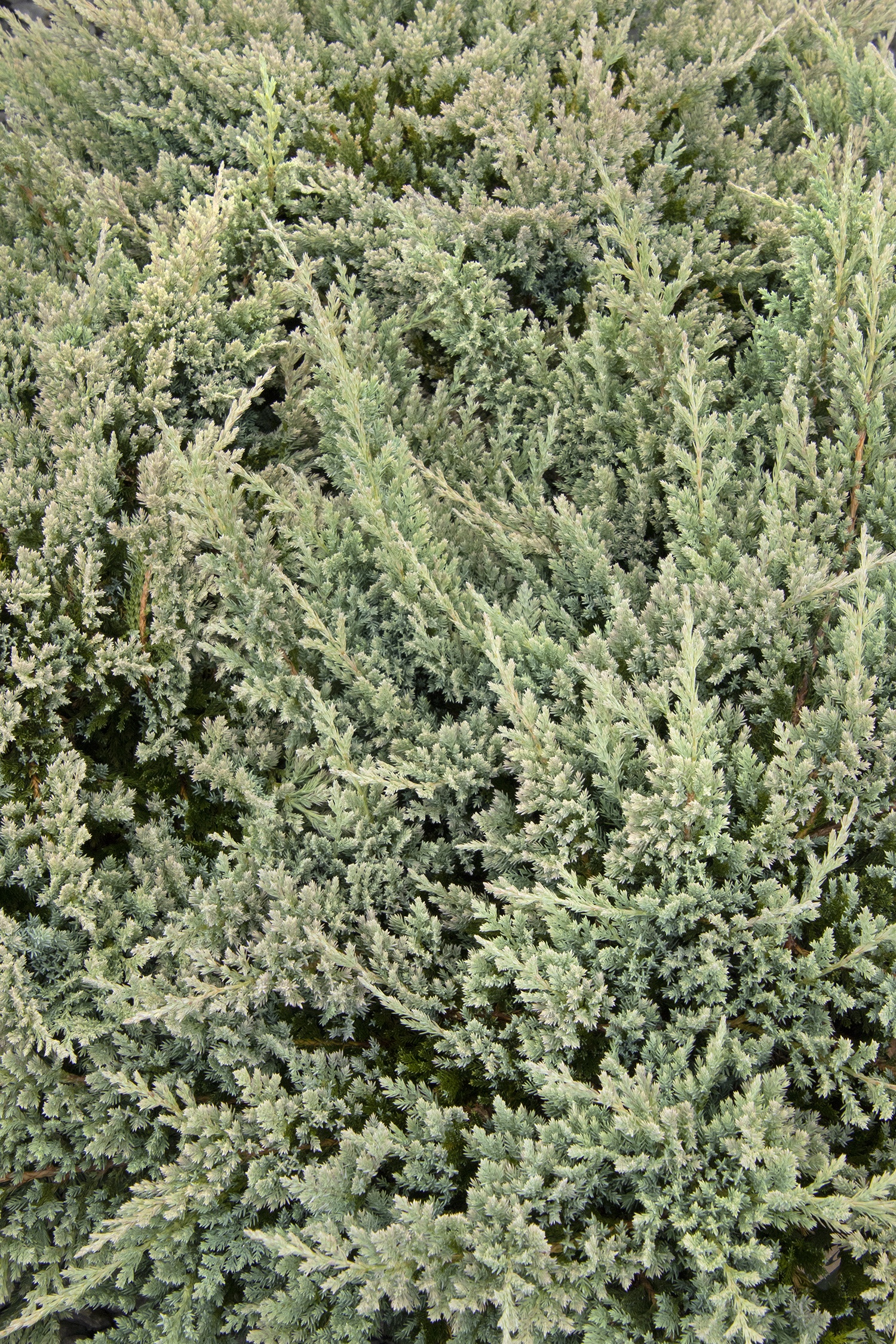 Blue Chip Juniper, Juniperus horizontalis 'Blue Chip', Monrovia Plant