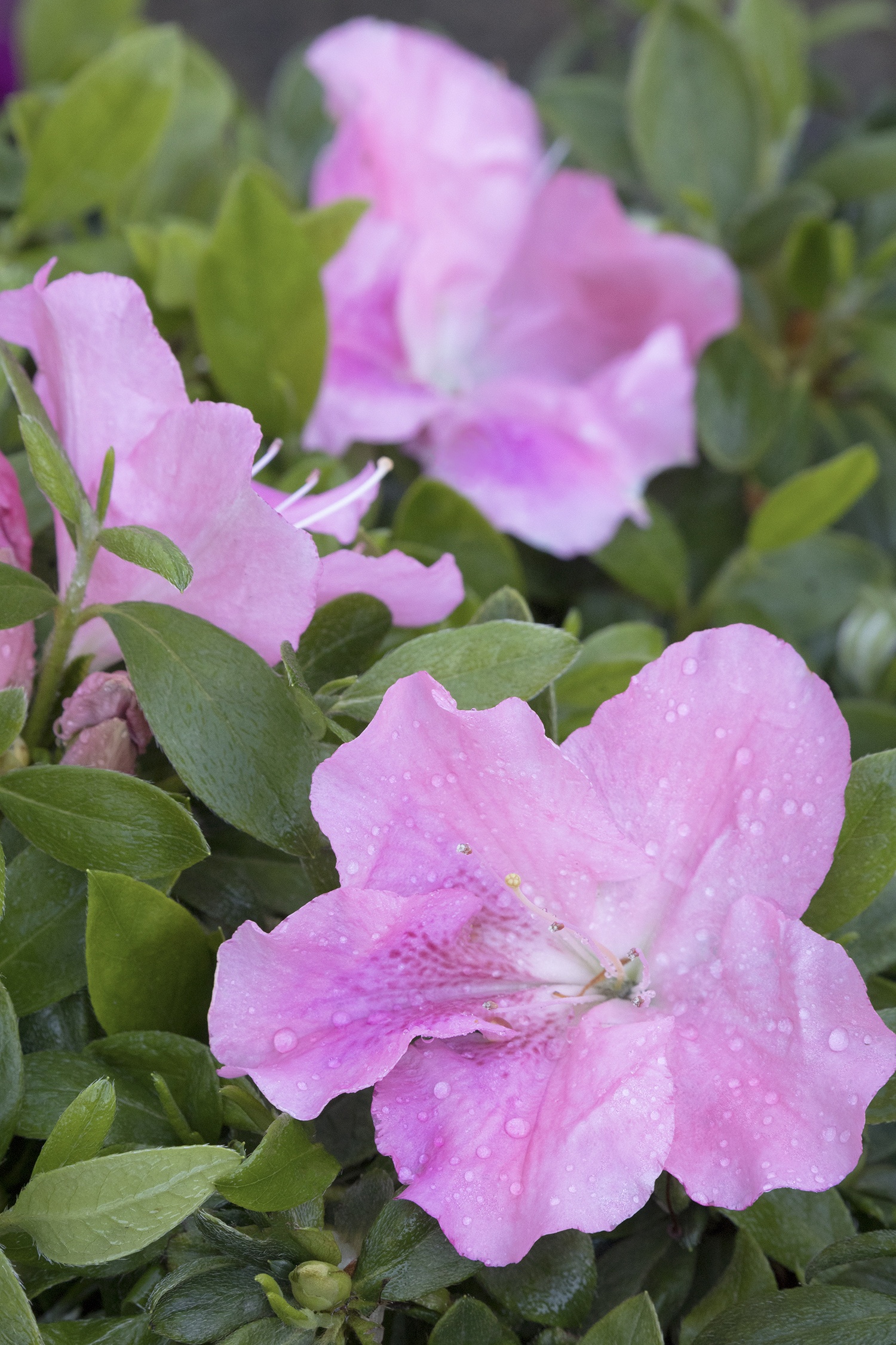 Double Shot® Lavender Azalea, Rhododendron 'RLH1-12P0' PP #24,467