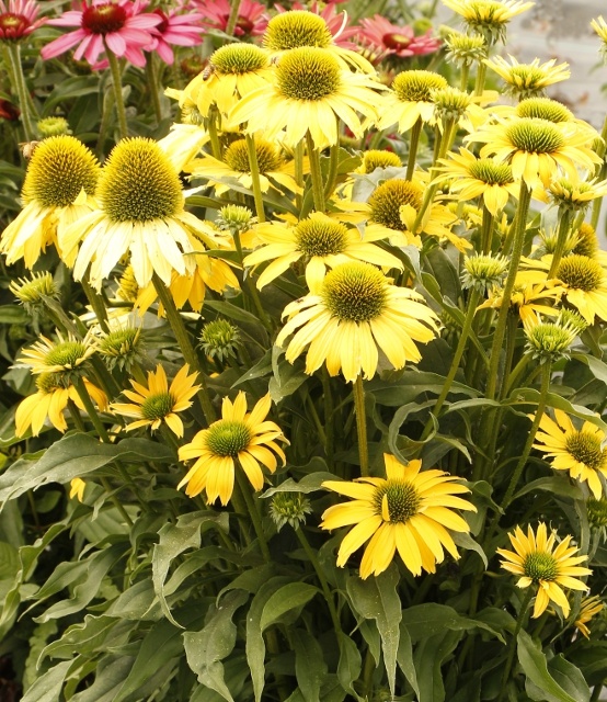 Evolution™ Embers™ Sparks Coneflower, Monrovia Plant