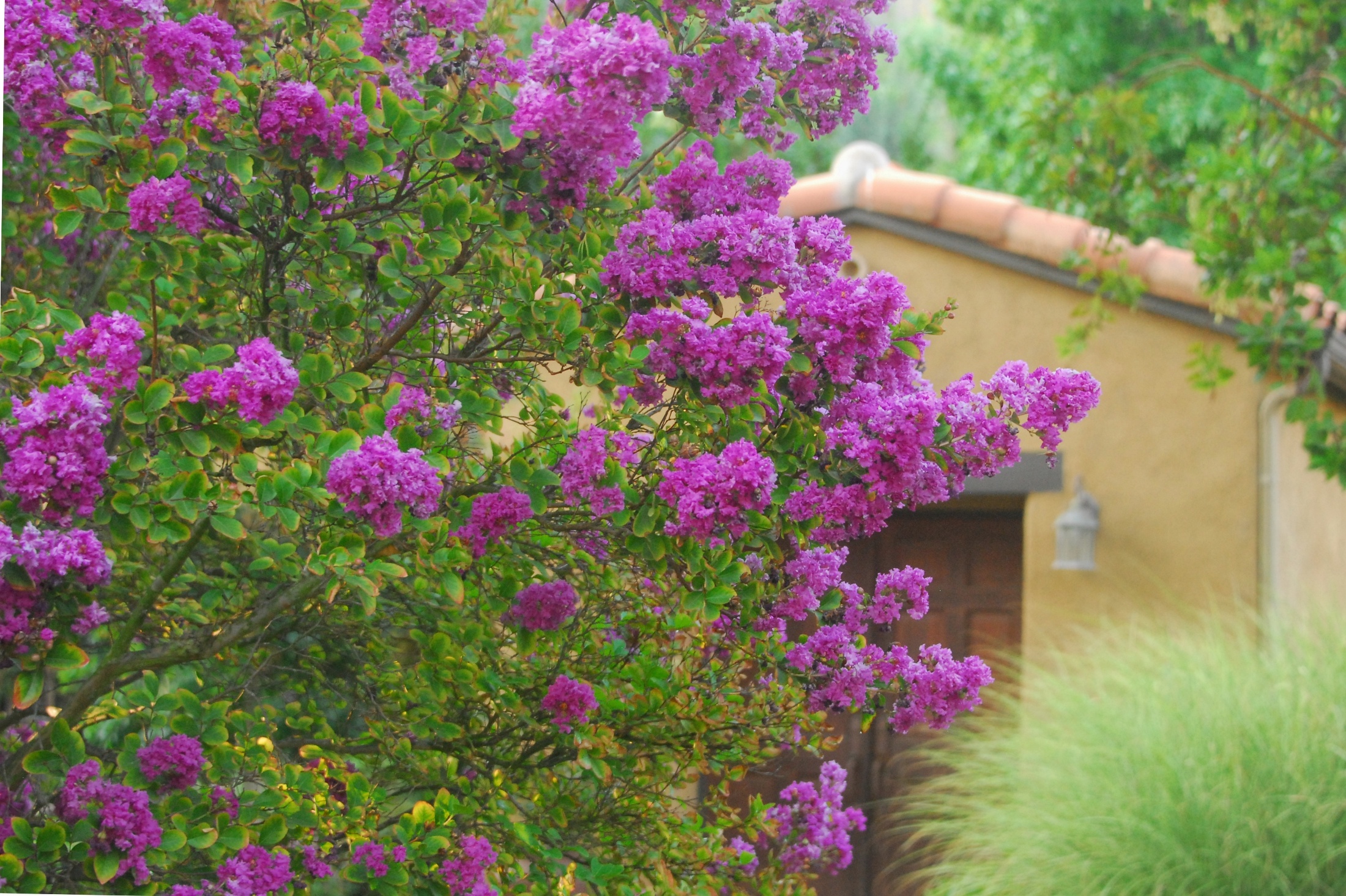 Zuni Crape Myrtle, Lagerstroemia indica x fauriei 'Zuni', Monrovia Plant