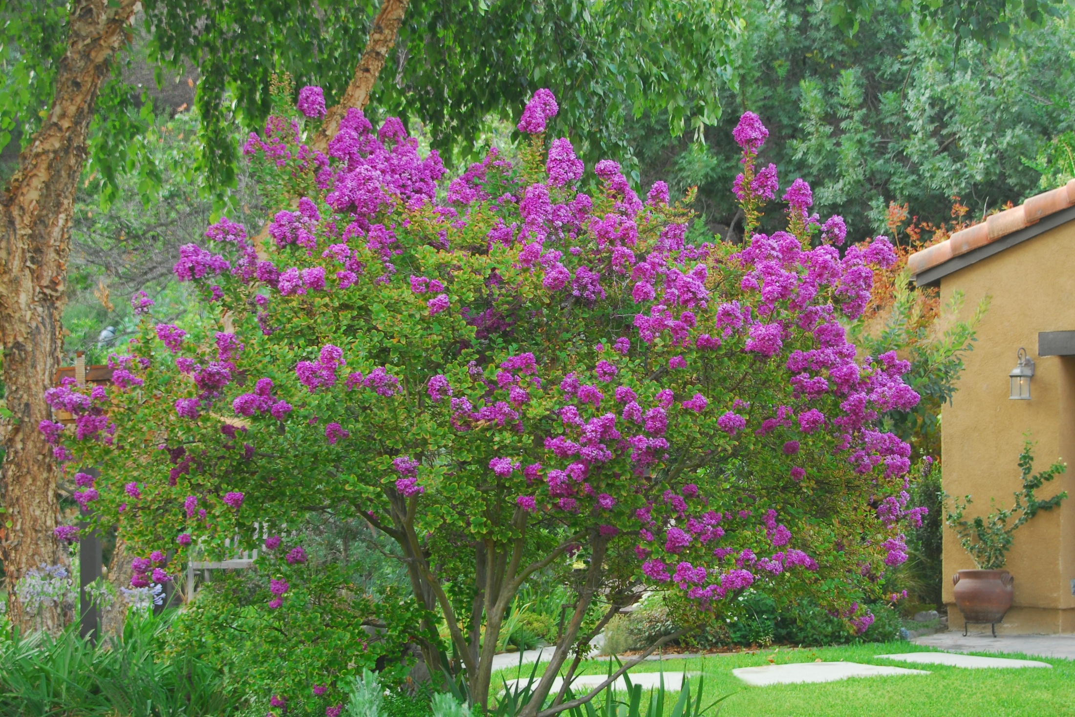 Zuni Crape Myrtle, Lagerstroemia indica x fauriei 'Zuni', Monrovia Plant