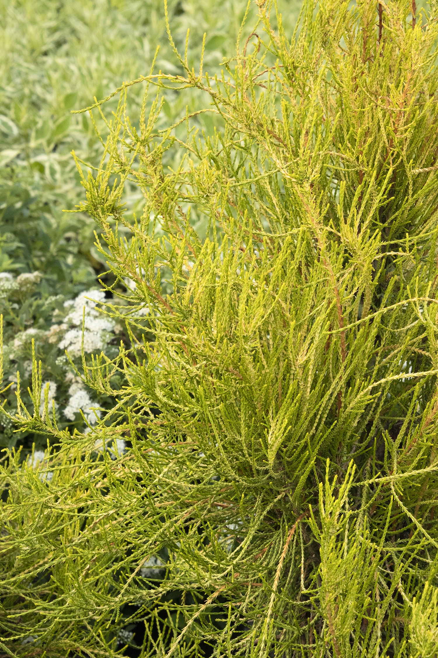 Franky Boy Chinese Arborvitae, Thuja orientalis 'Franky Boy'