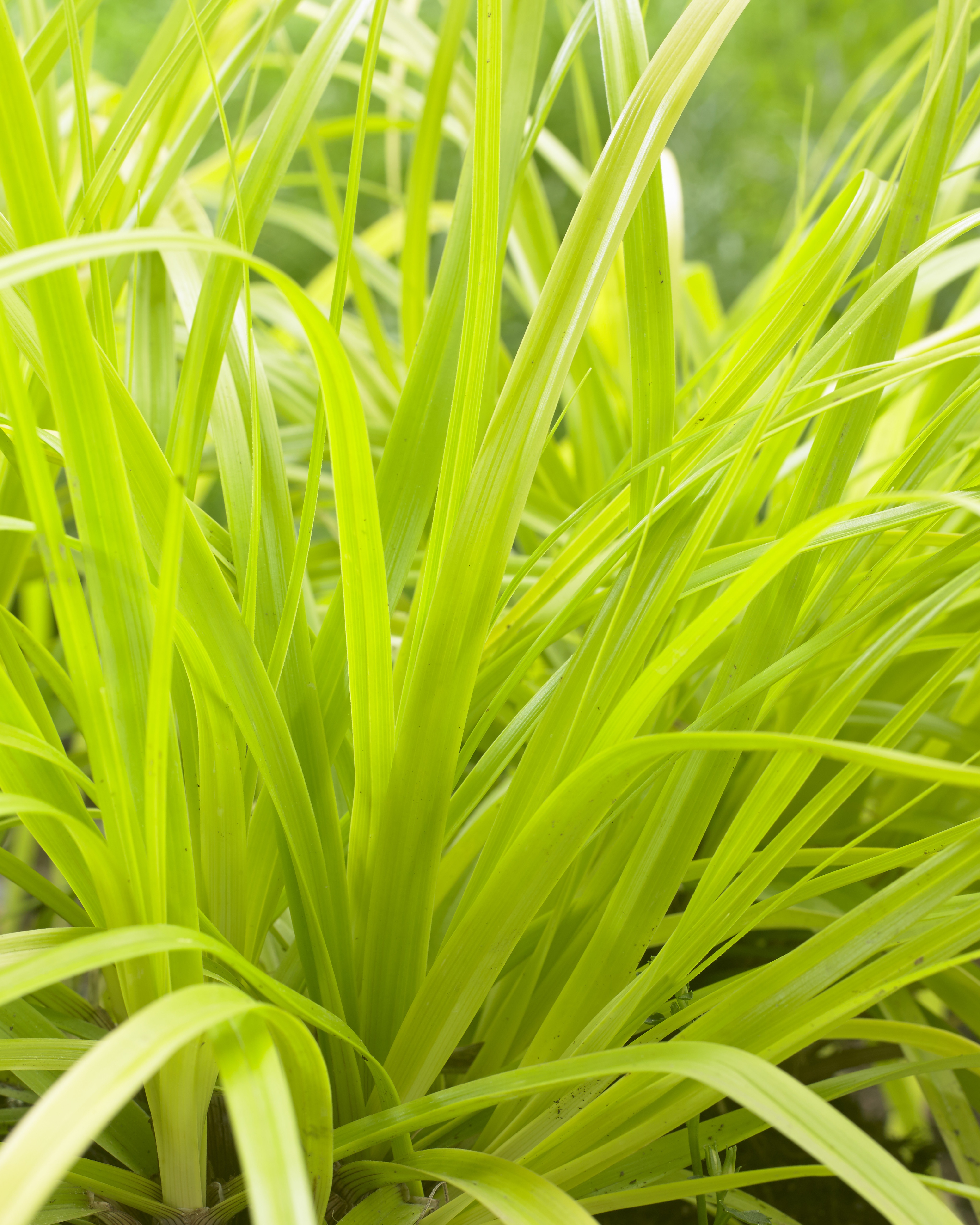 EverColor® Everillo Sedge, Carex oshimensis 'Everillo' PP #21,002