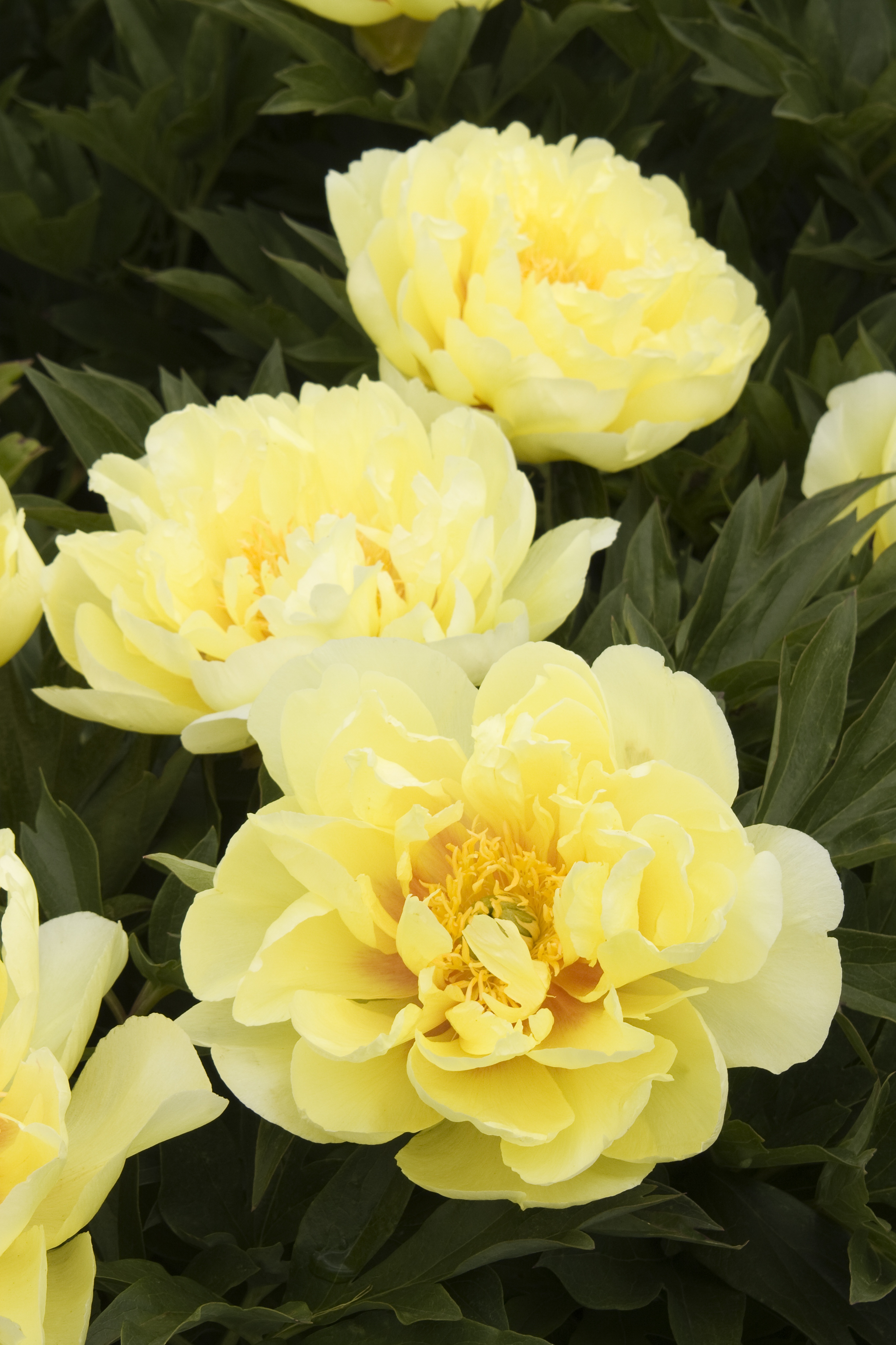 Bartzella Itoh Peony, Paeonia (Intersectional hybrid) x 'Bartzella'