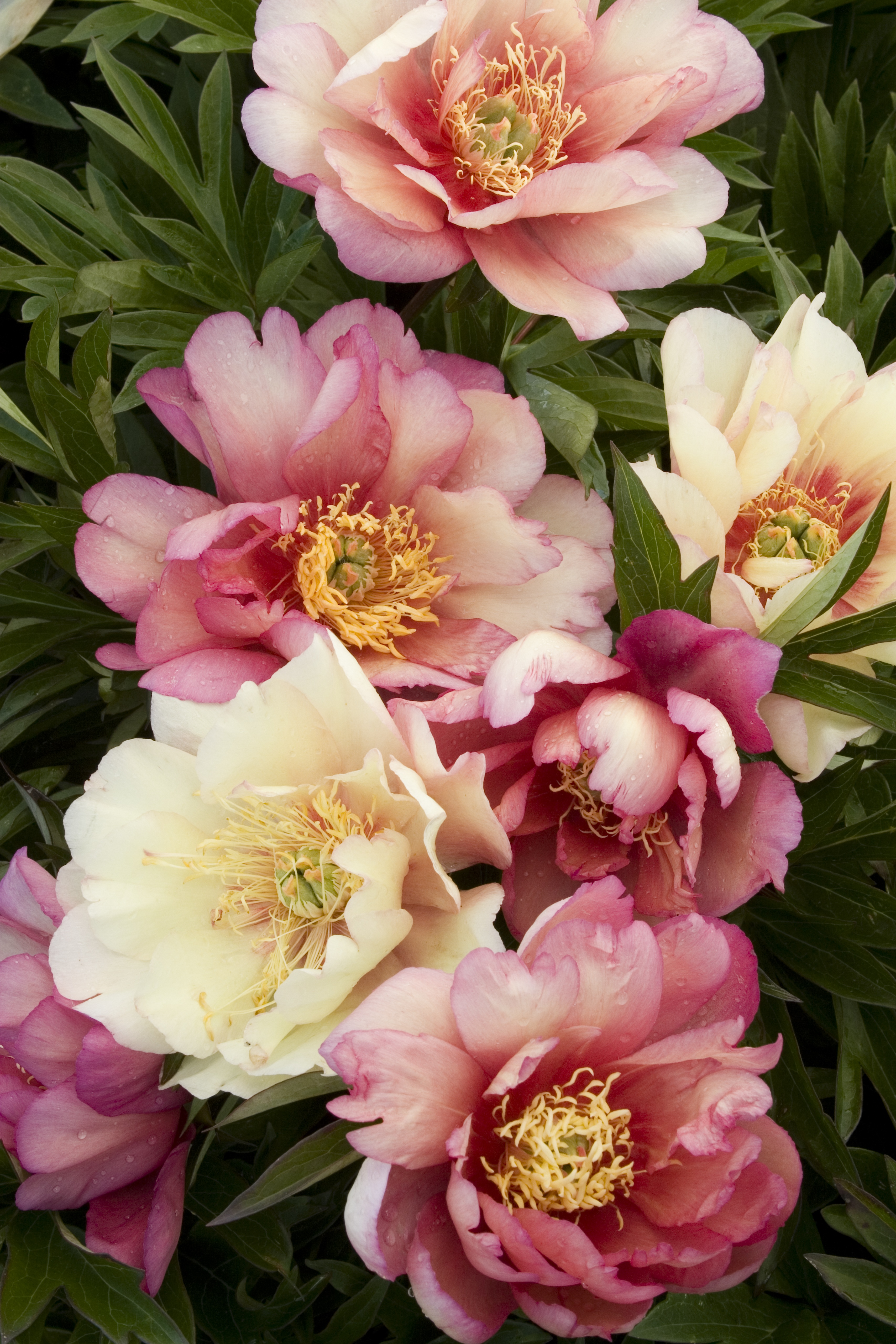 Julia Rose Itoh Peony, Paeonia (Intersectional hybrid) x 'Julia Rose'