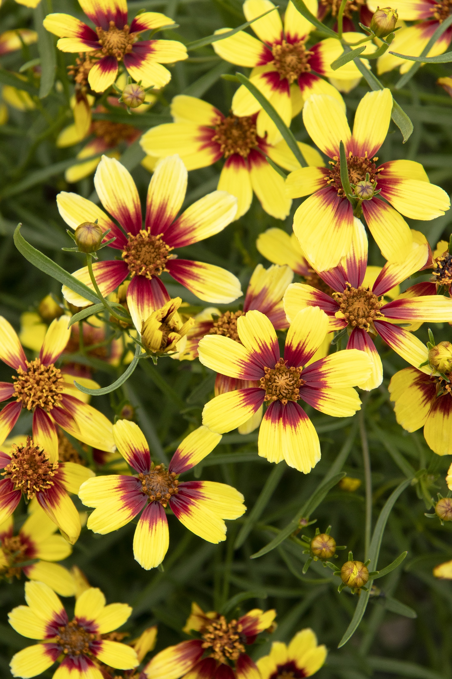 Sunstar™ Gold Coreopsis, Coreopsis verticillata 'TNCORSG' PP #30,997