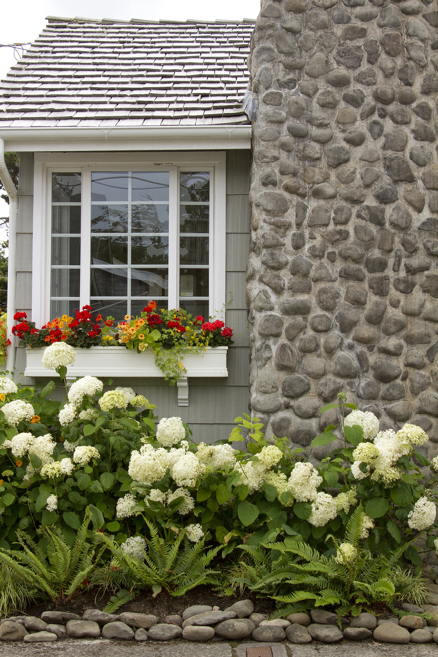 Annabelle Hydrangea, Hydrangea arborescens 'Annabelle', Monrovia Plant
