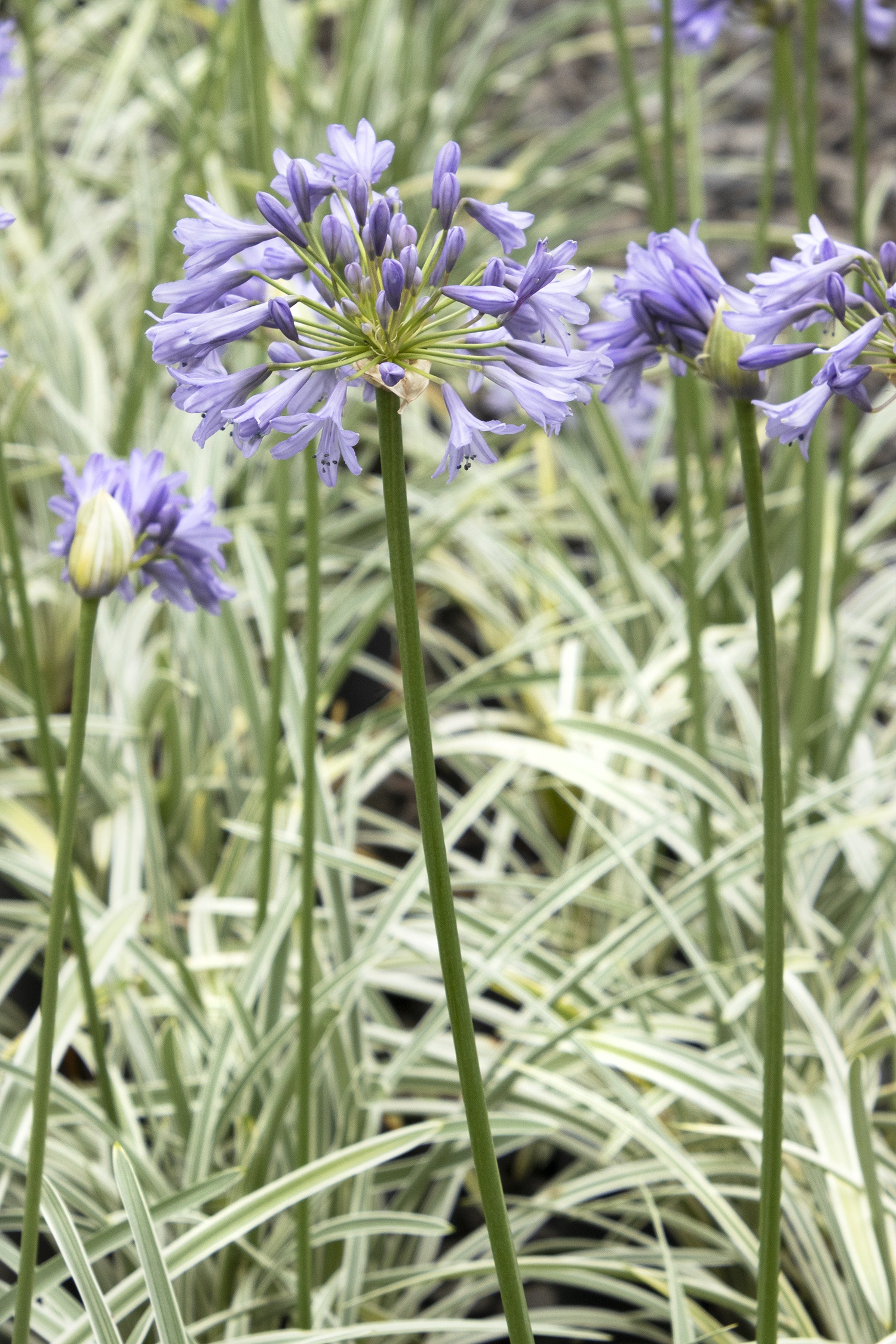 Silver Moon Variegated Agapanthus, Agapanthus 'Notfred', Monrovia Plant