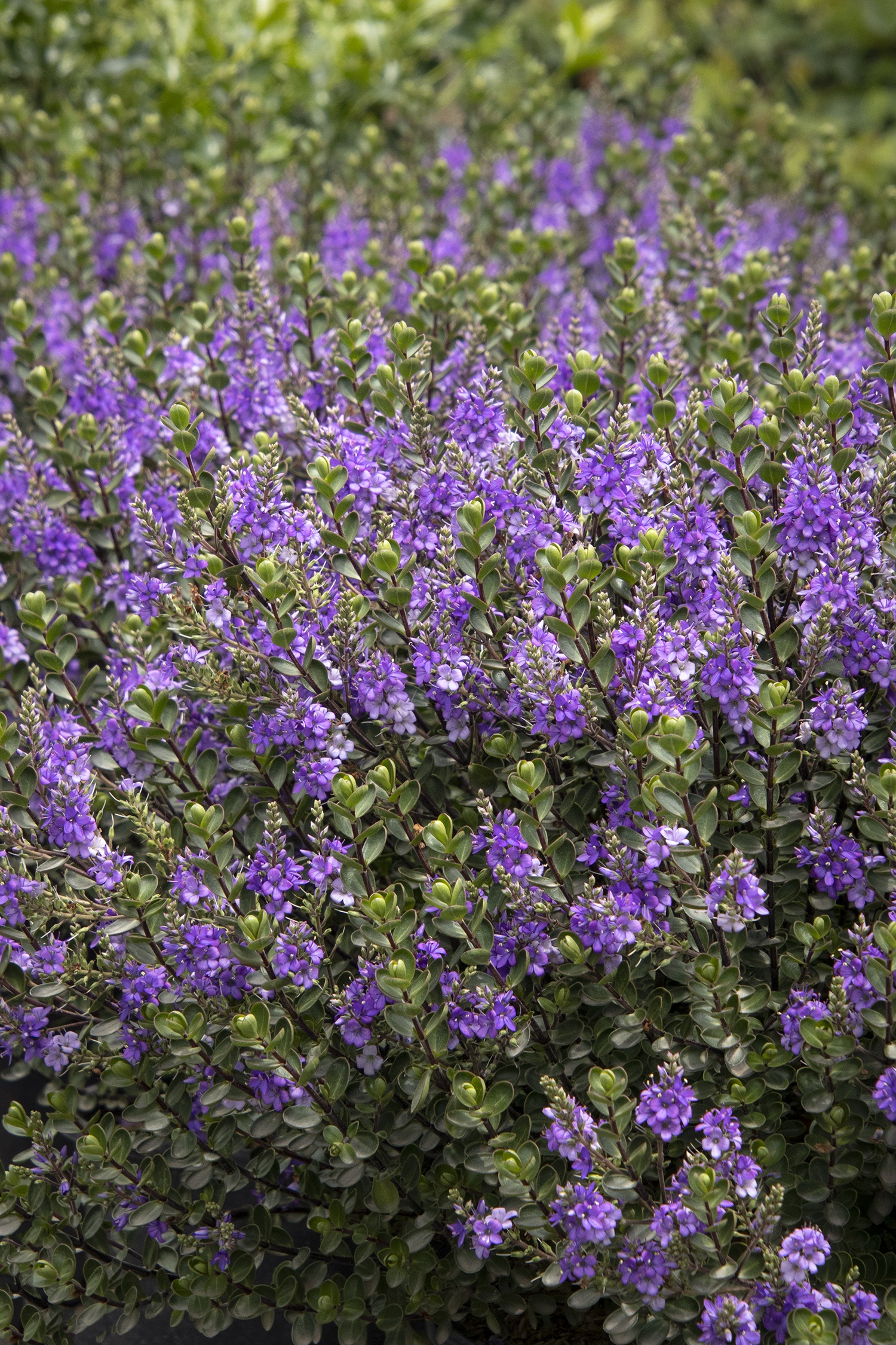 Champion Hebe, Hebe hybrid 'Champseiont' PP #14,866, Monrovia Plant