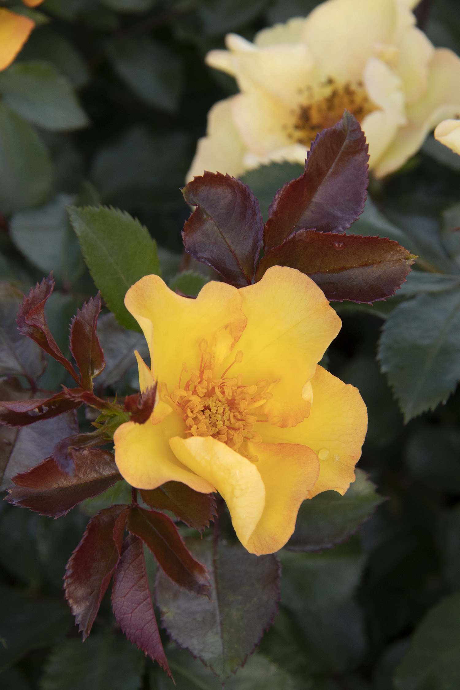 Nitty Gritty® Yellow Rose, Rosa x 'RUIRI0109A' PP #33,134, Monrovia Plant