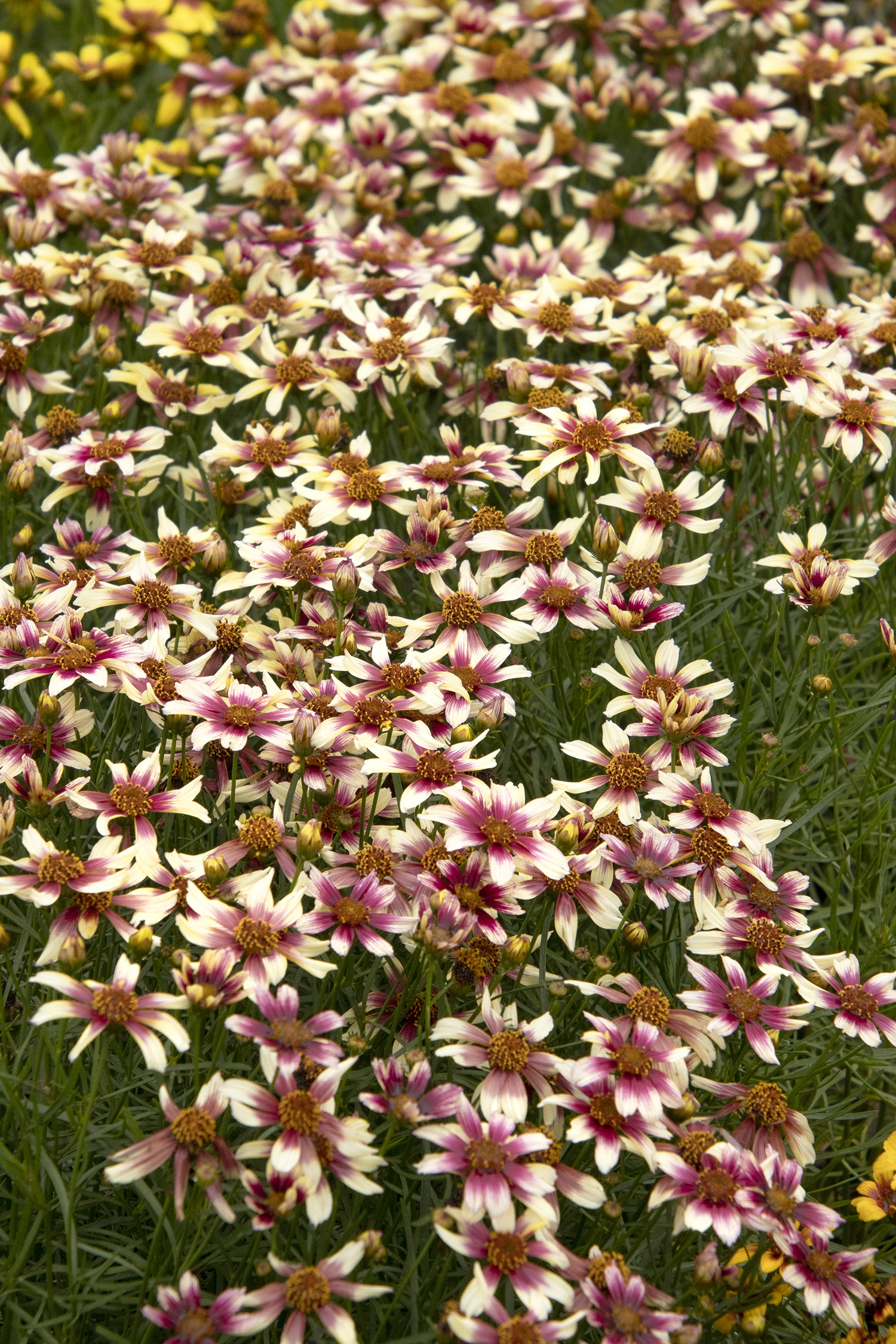 Sunstar™ Rose Coreopsis, Coreopsis verticillata 'TNCORSR' PP #30,996