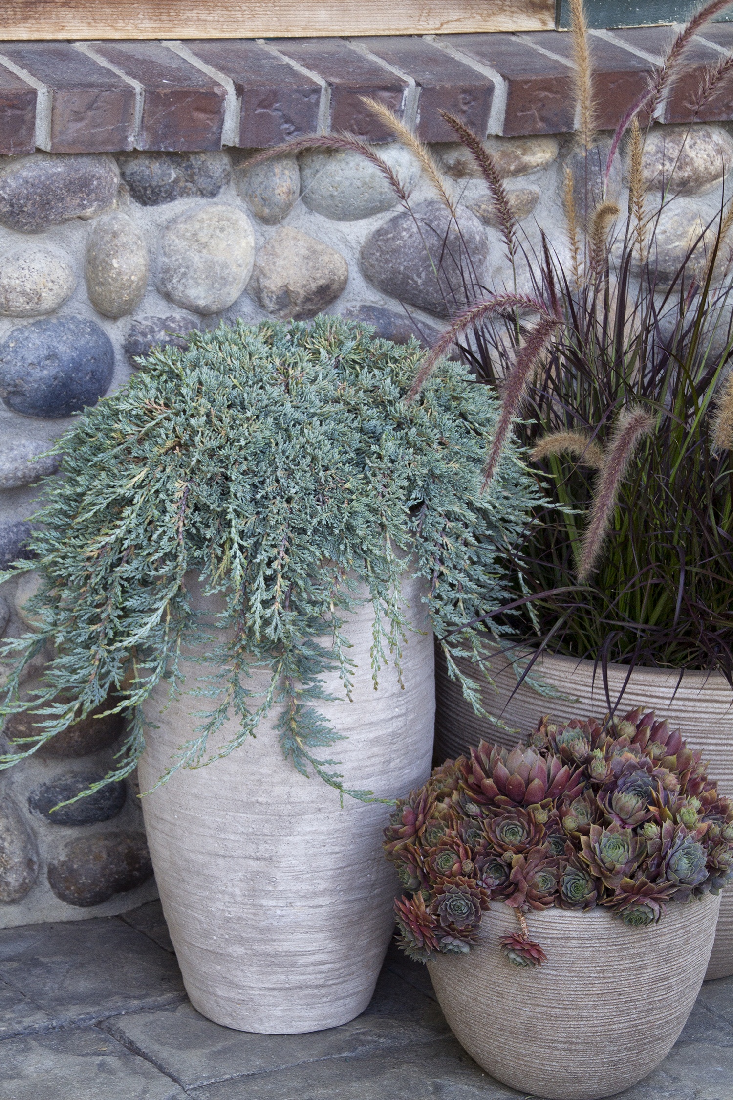 Icee Blue® Juniper, Juniperus horizontalis 'Monber', Monrovia Plant