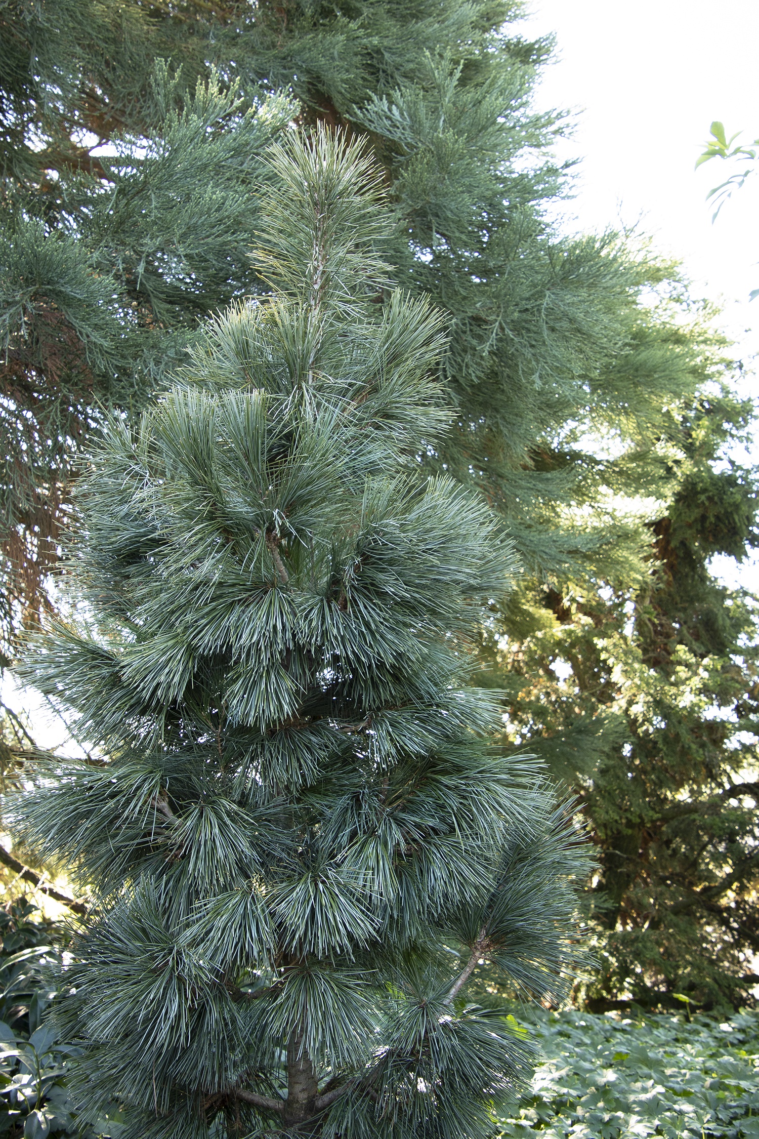 Silver Whispers® Swiss Stone Pine, Pinus cembra 'Klein', Monrovia Plant