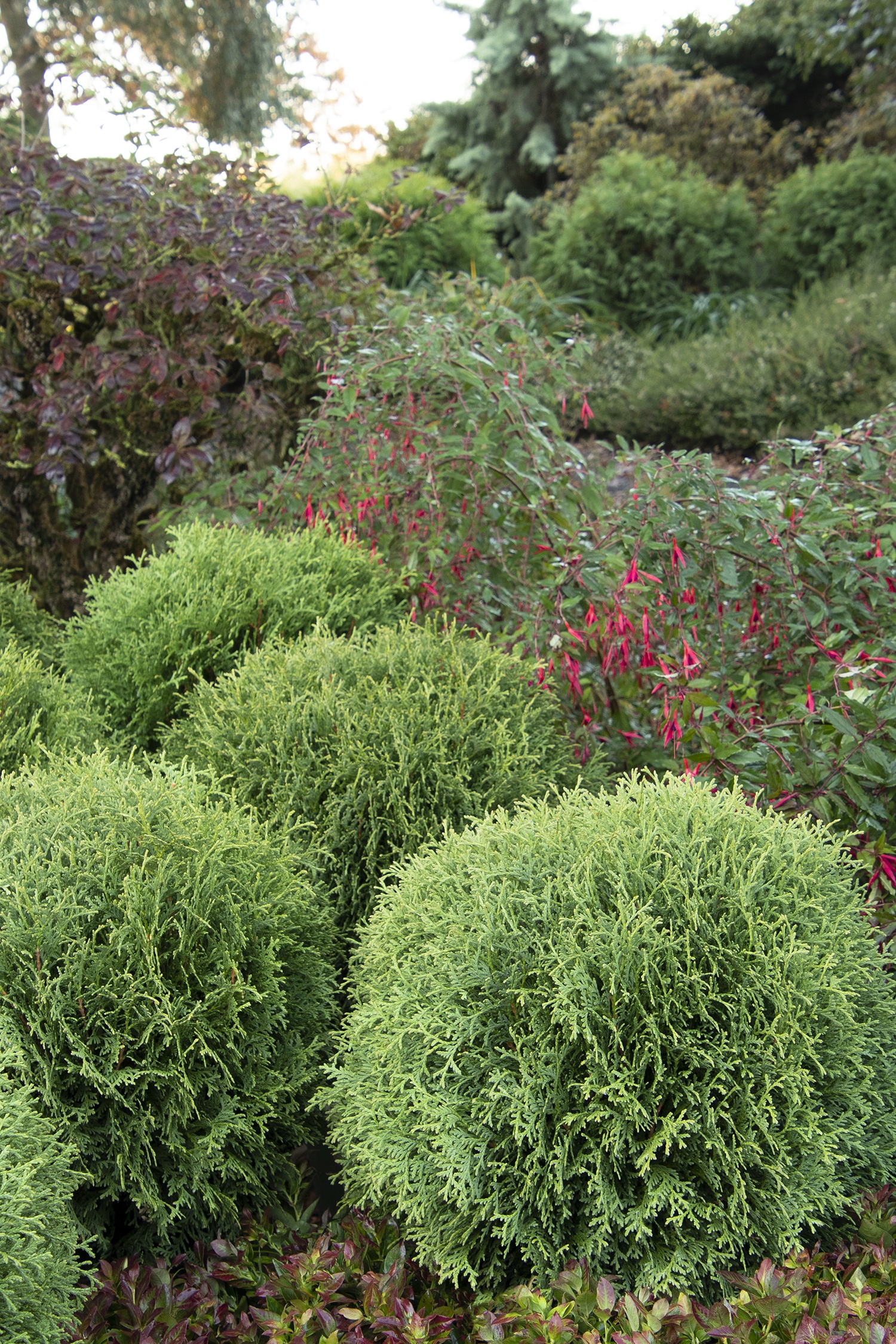 Little Giant Dwarf Arborvitae, Thuja occidentalis 'Little Giant'