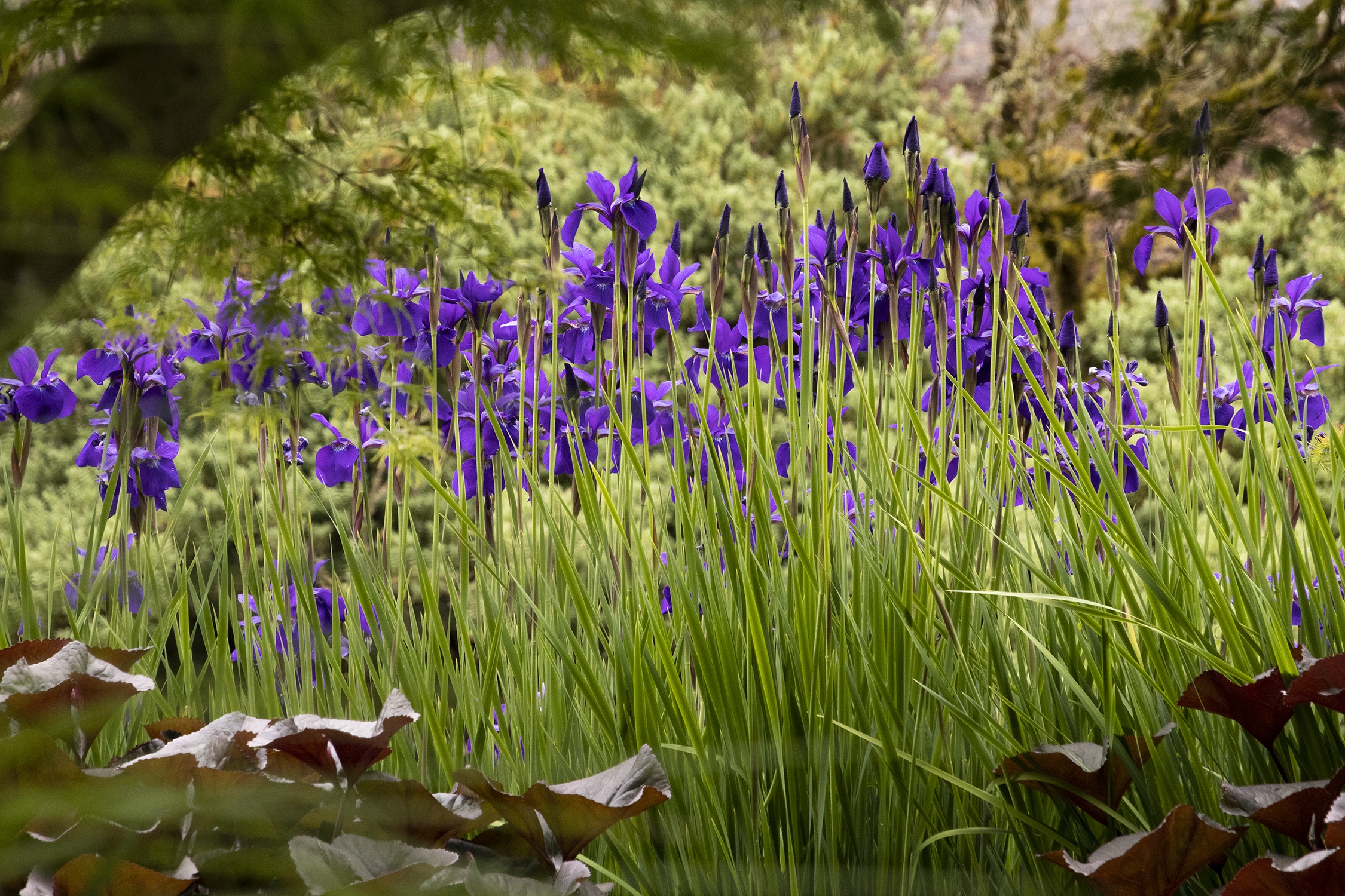 Caesar's Brother Siberian Iris, Iris sibirica 'Caesar's Brother'