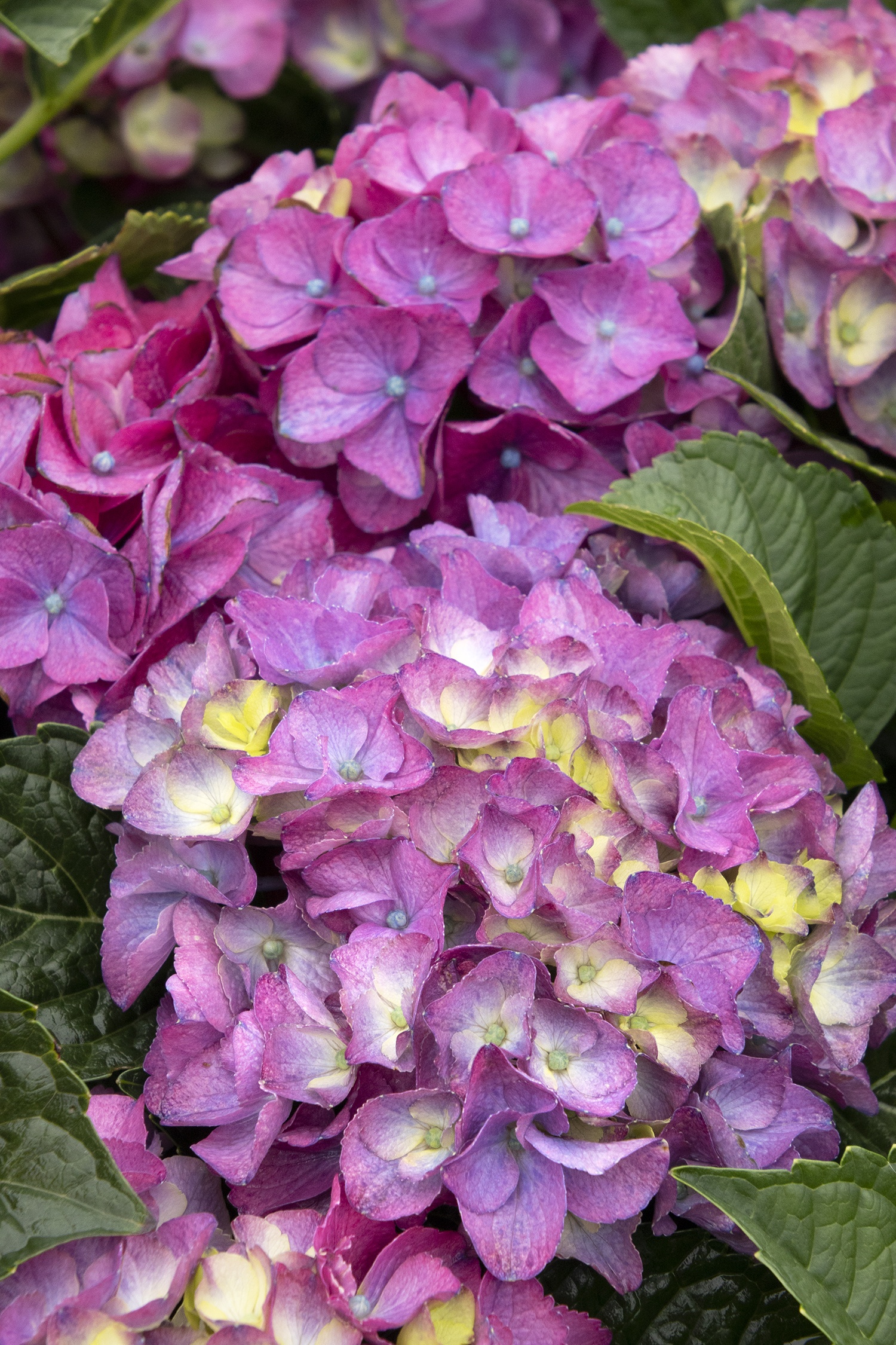 Seaside Serenade® Newport Hydrangea, Monrovia Plant
