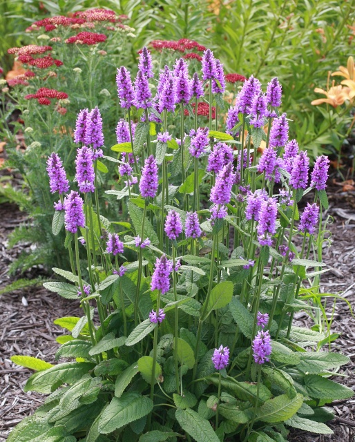 Hummelo Betony, Stachys officinalis 'Hummelo', Monrovia Plant
