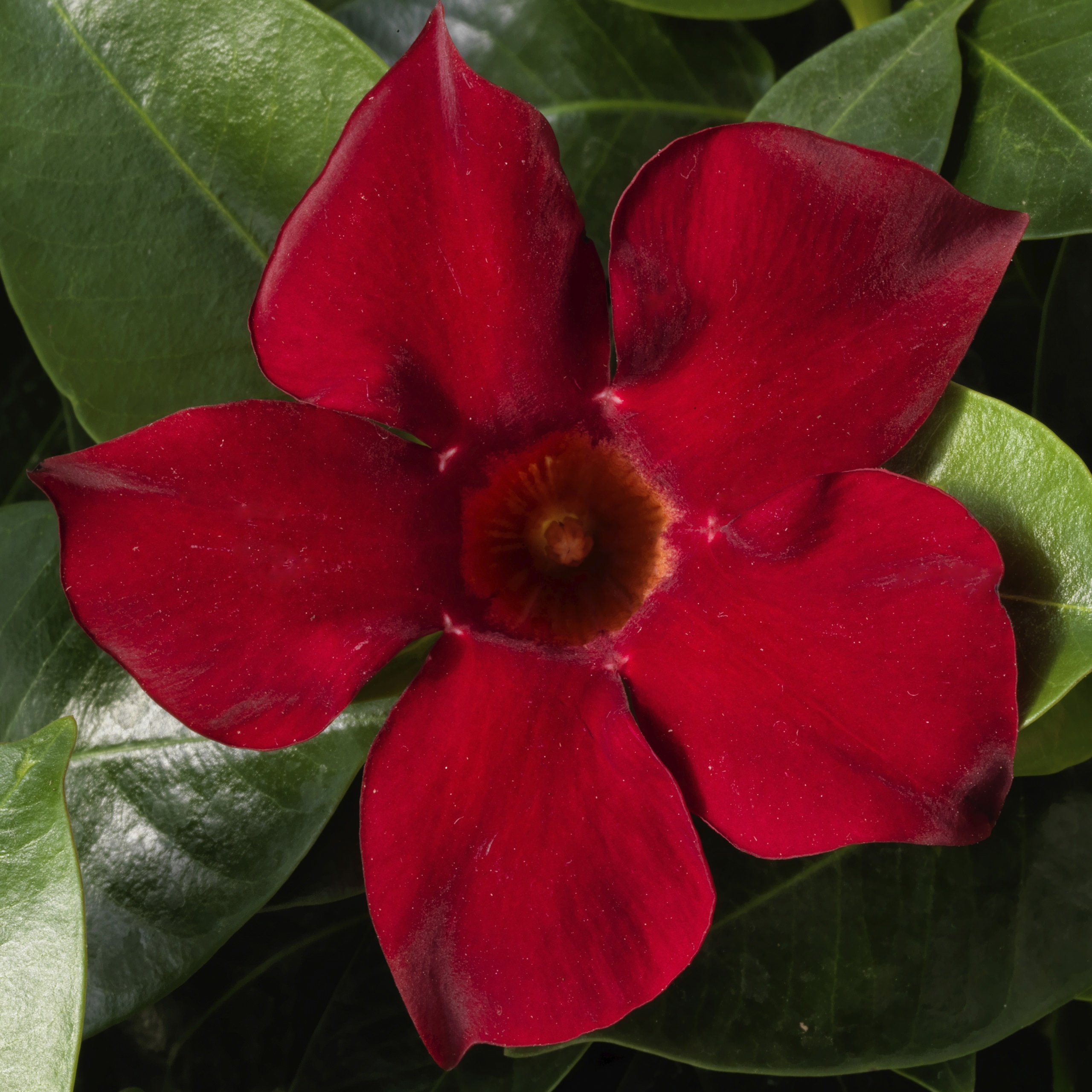 Madinia™ Deep Red Mandevilla, Mandevilla hybrid, Monrovia Plant