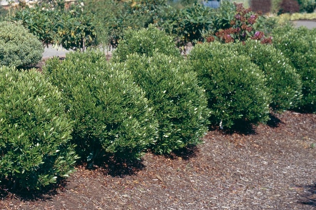 Shamrock Inkberry, Ilex glabra 'Shamrock', Monrovia Plant